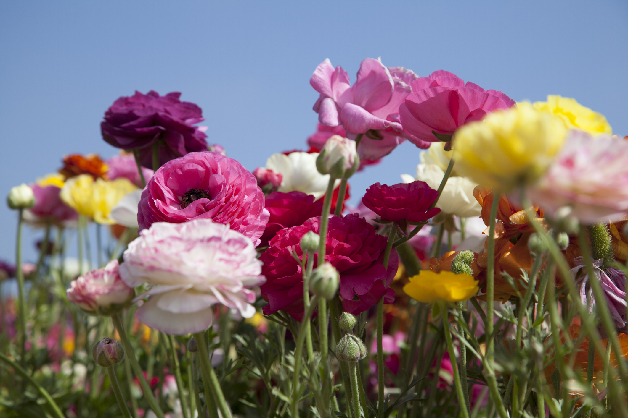 How to Grow Ranunculus - The Habitat