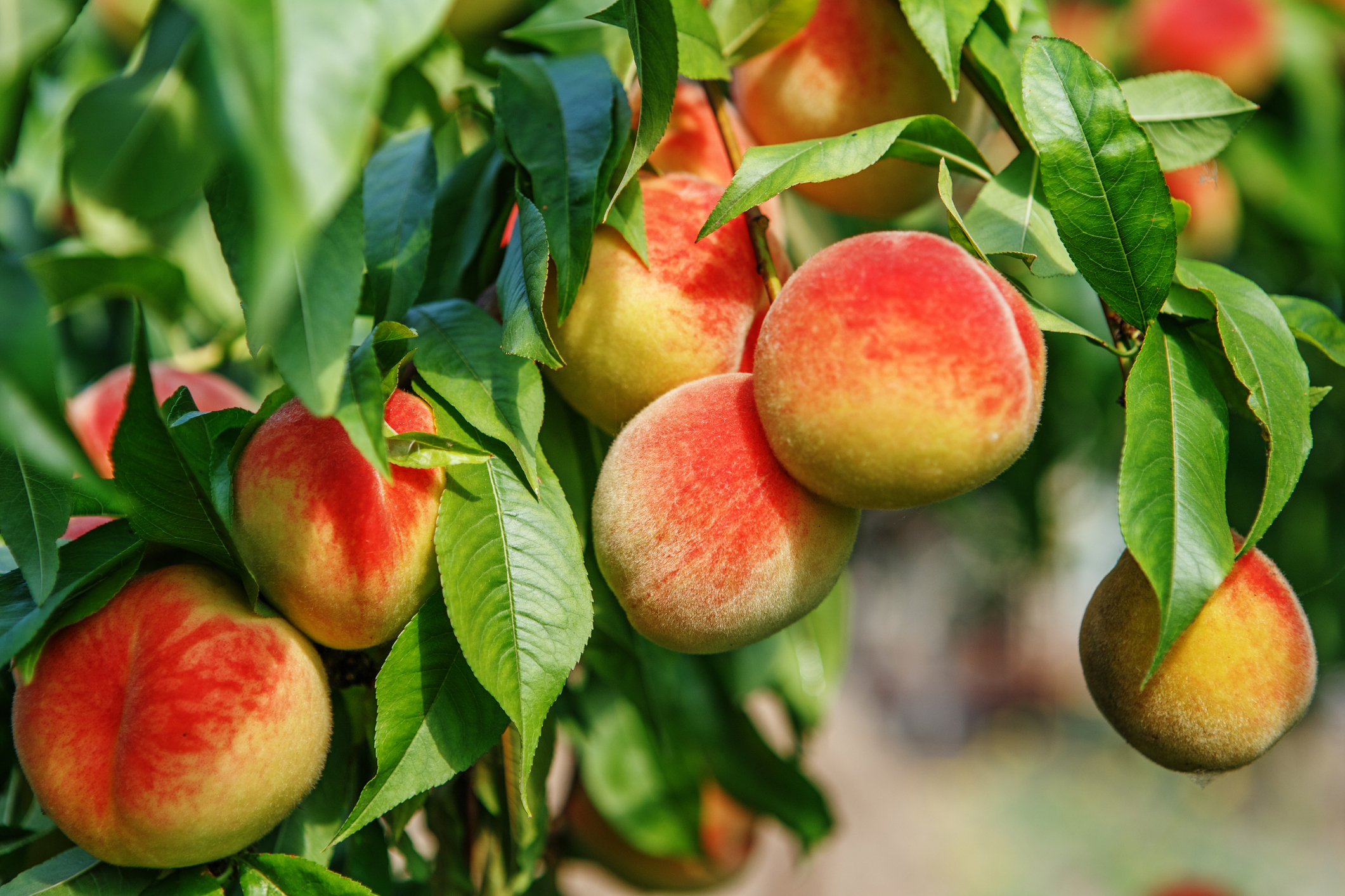 10 Tips for Healthy Fruit Trees - The Habitat