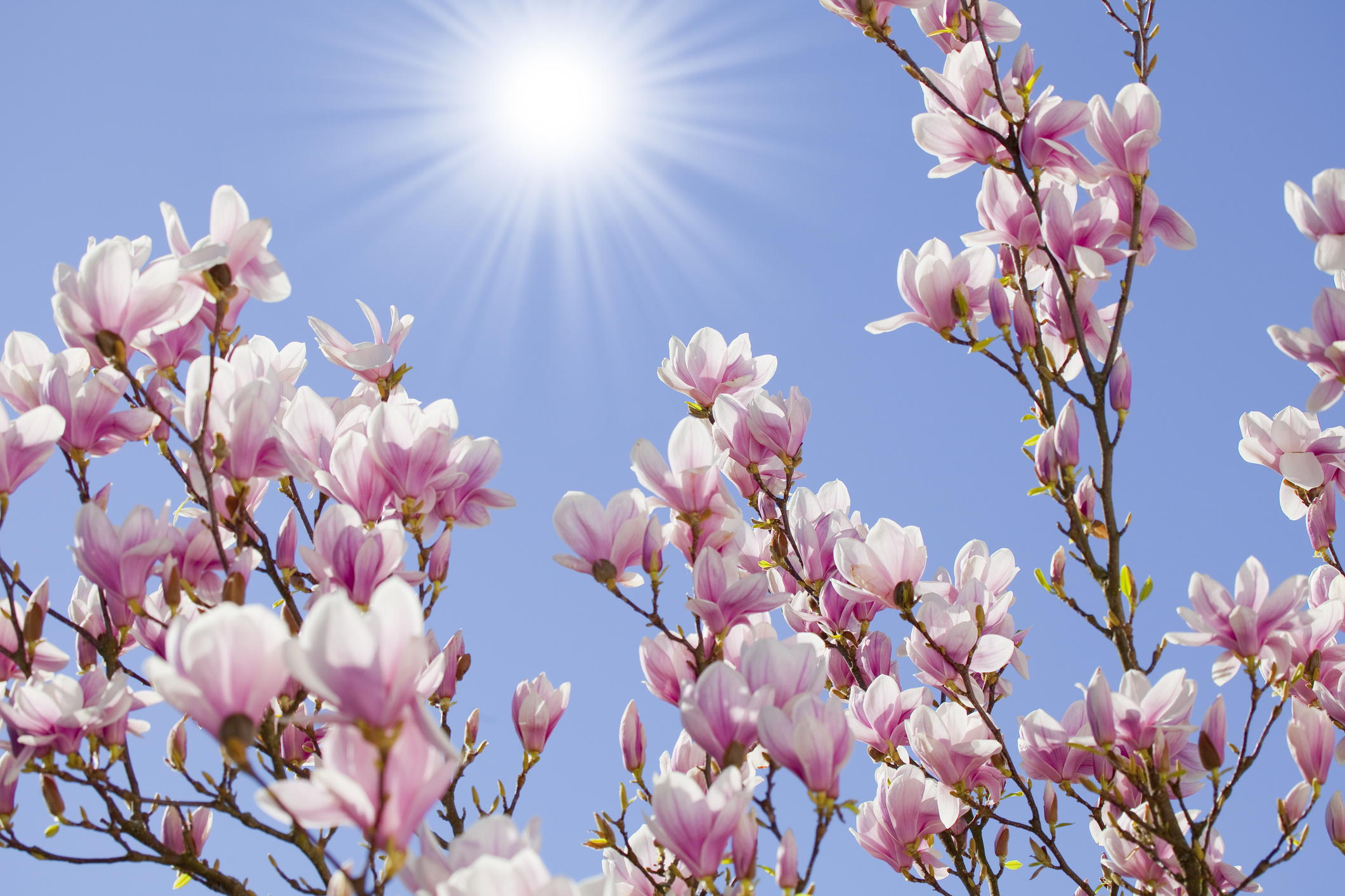 Caring For Your Magnolia Tree - The Habitat