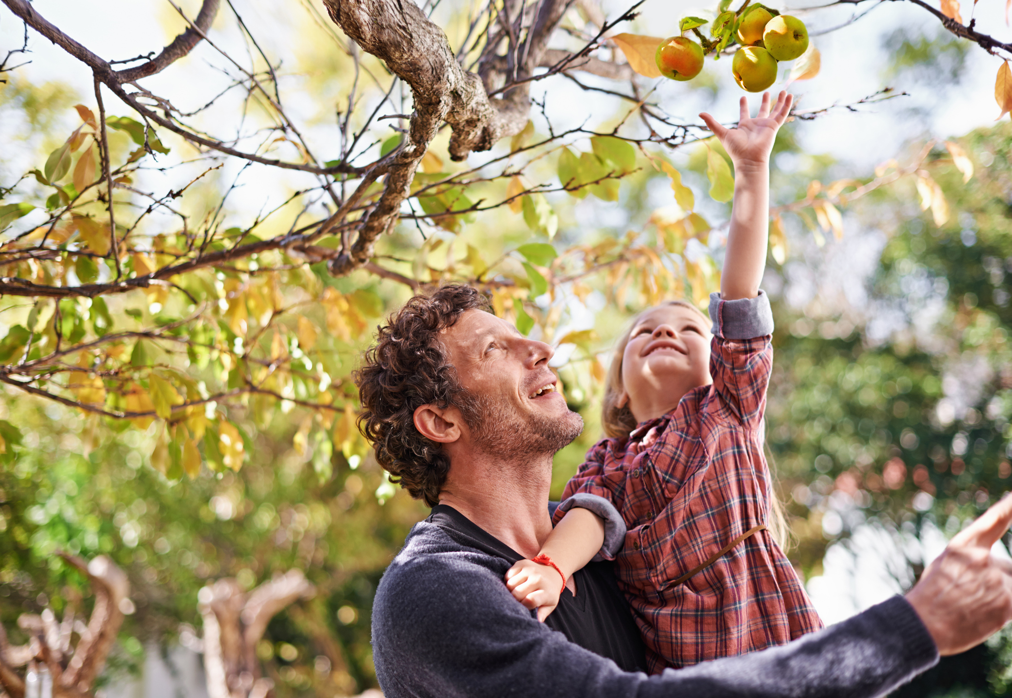 10 Tips for Healthy Fruit Trees - The Habitat