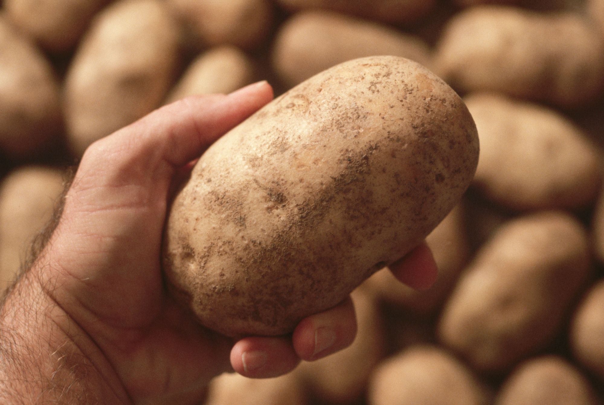 Popular Potato Varieties and How to Grow Them - The Habitat