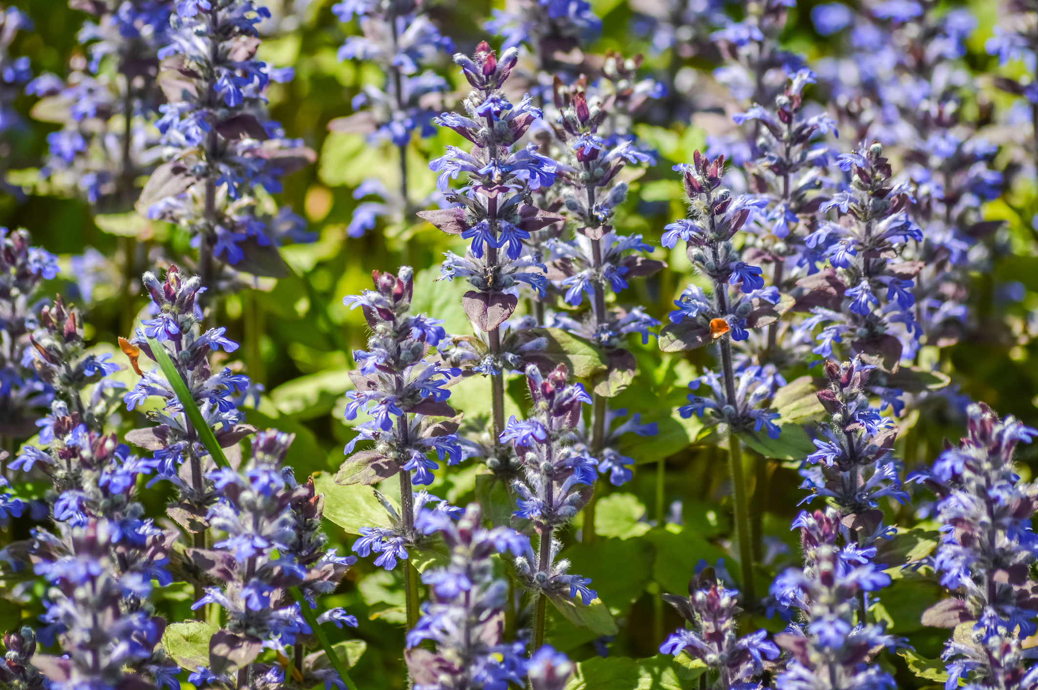 Great Groundcover: How to Cultivate Ajuga - The Habitat