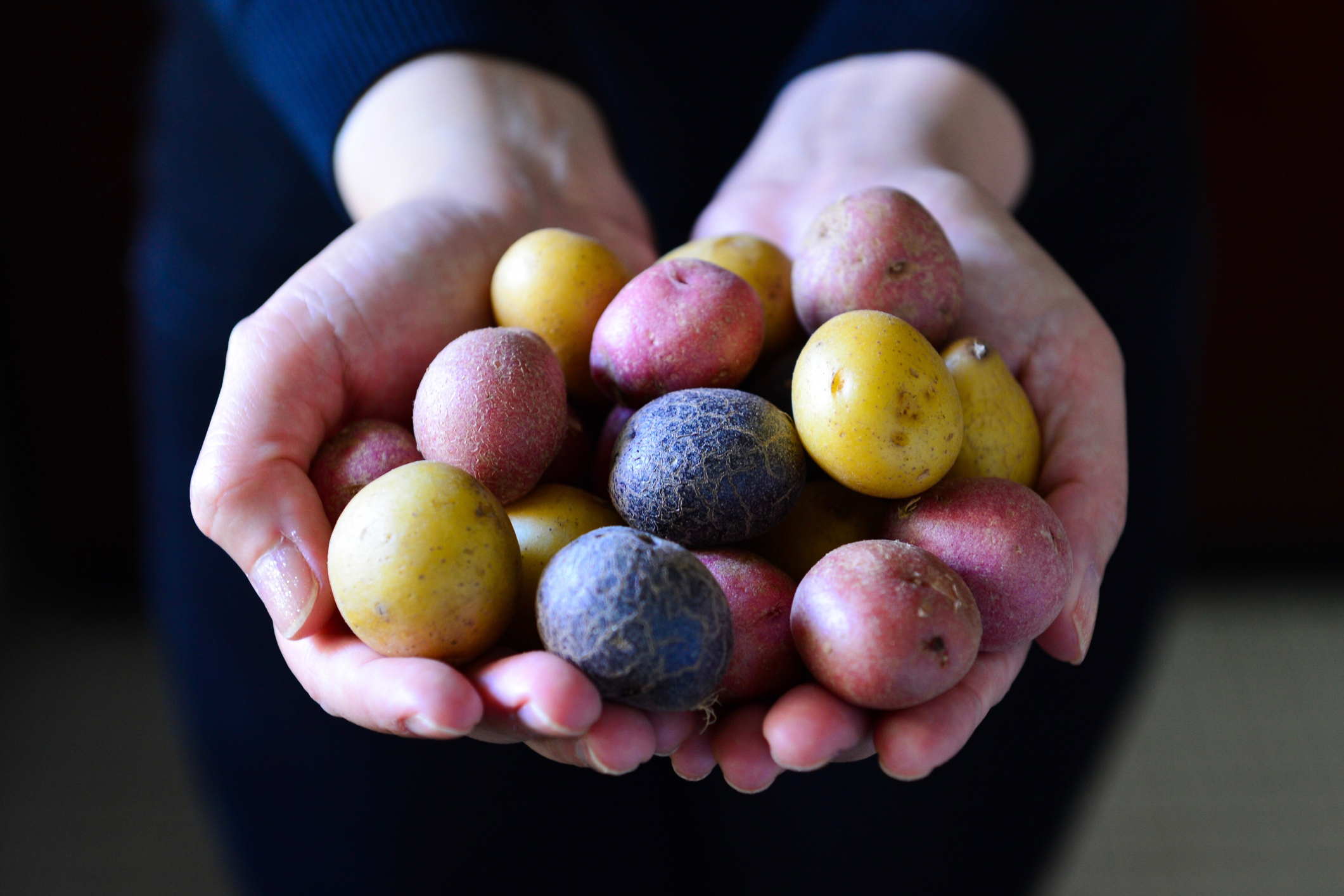 Popular Potato Varieties and How to Grow Them - The Habitat