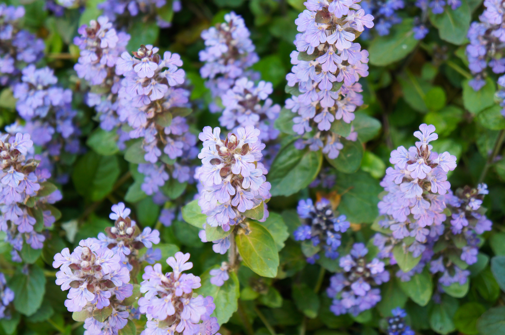 Great Groundcover: How to Cultivate Ajuga - The Habitat