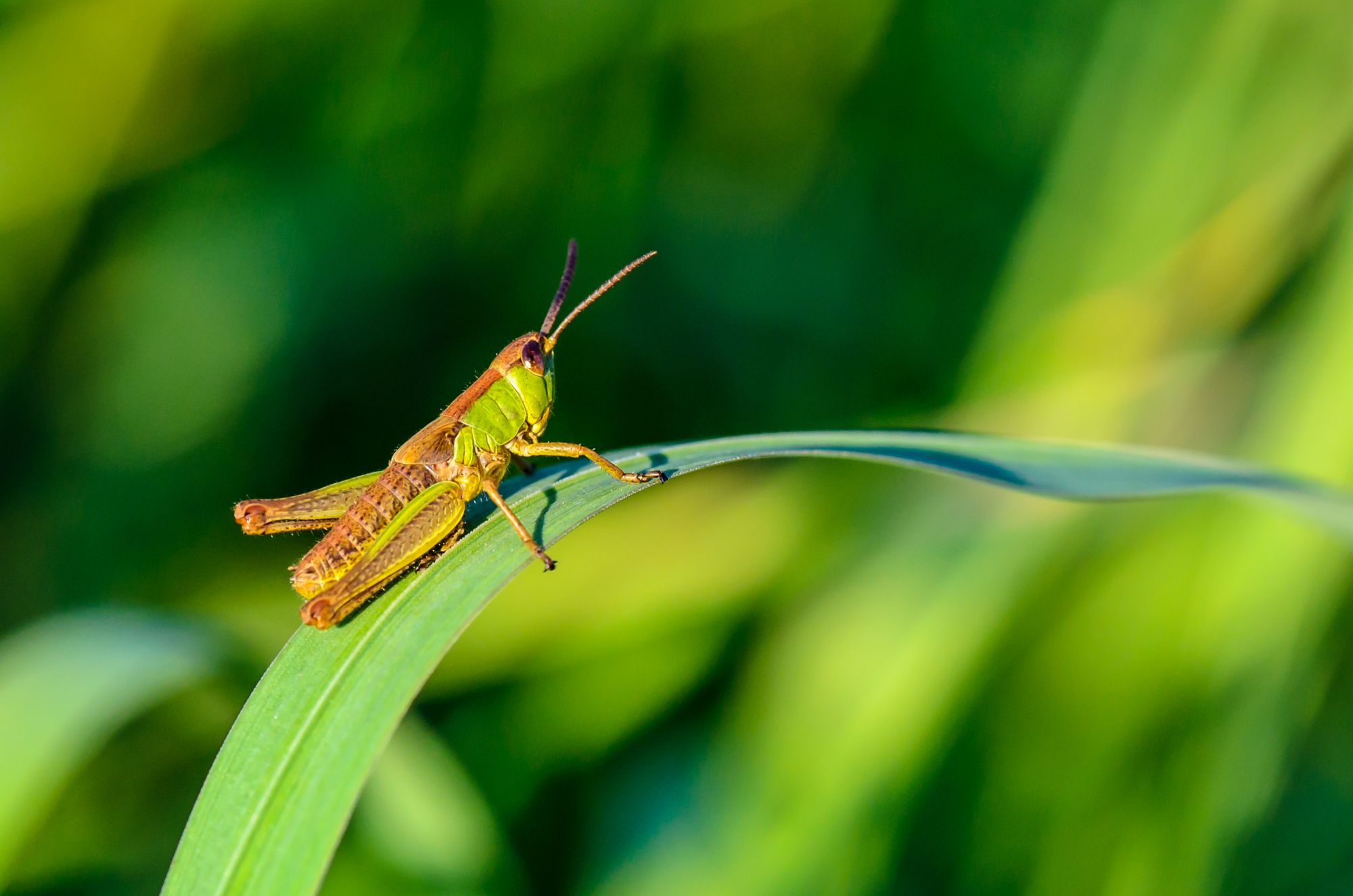 Springtime Pests and How to Prevent Them - The Habitat