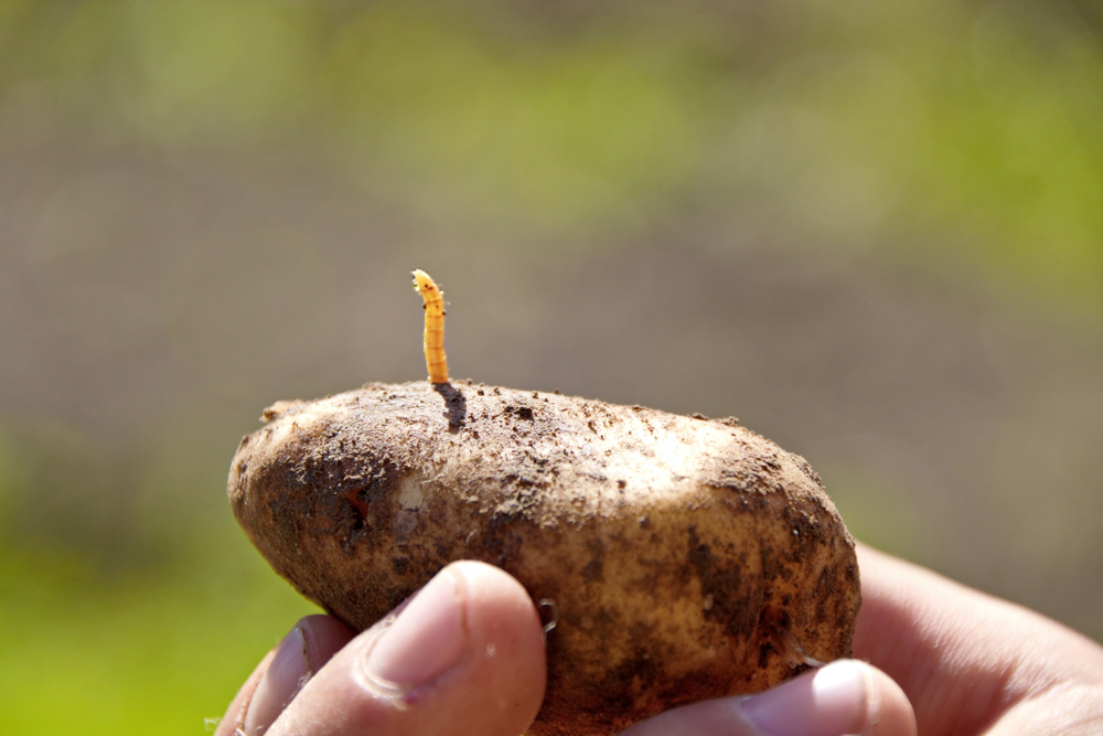 Identify and Deal With Potato Pests and Diseases - The Habitat