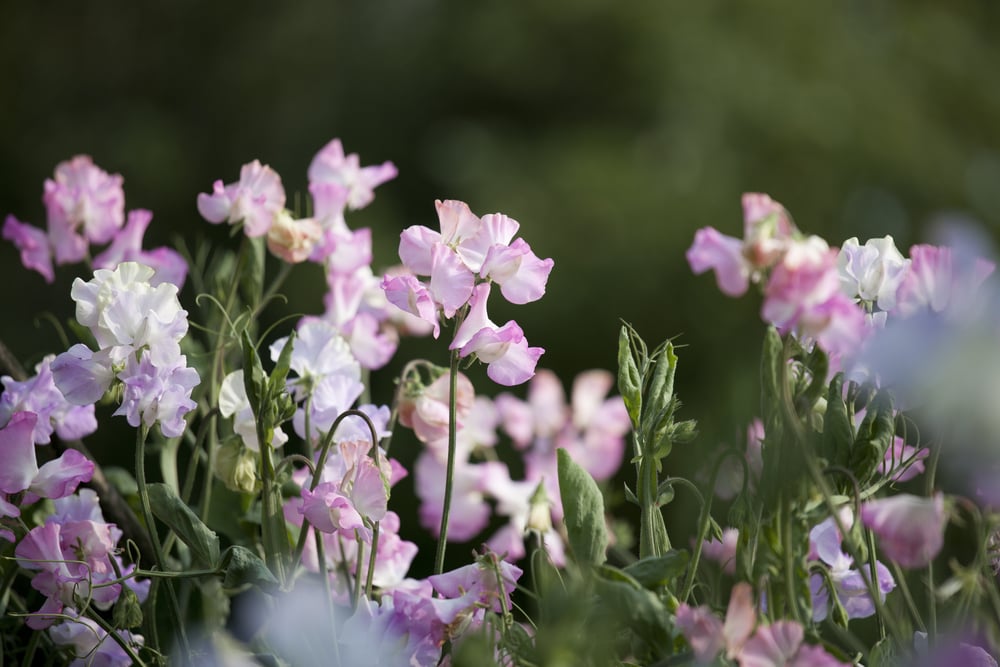 How to Grow Sweet Peas - The Habitat
