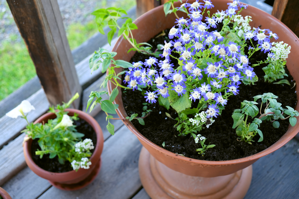 Cineraria: The Ultimate Home Growing Guide - The Habitat