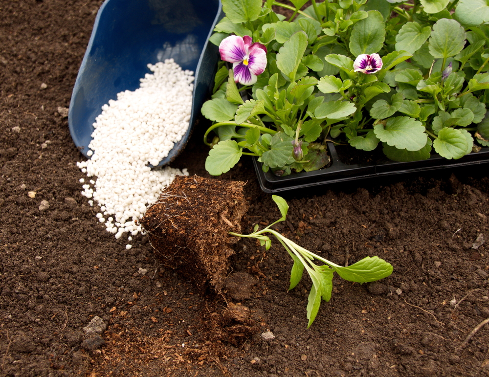 How to Grow Pansies in Your Garden - The Habitat