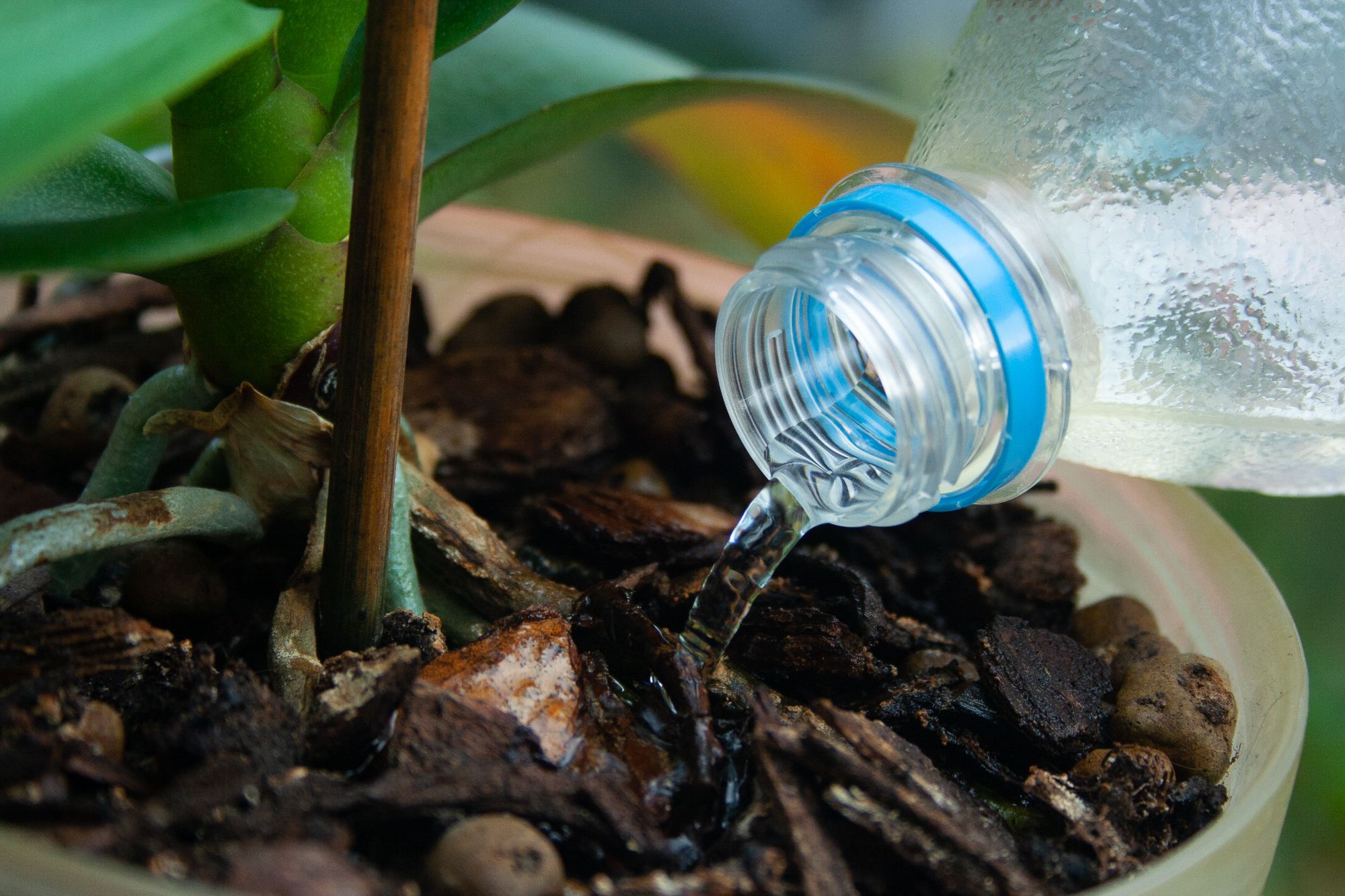 Proper Watering Techniques for Orchid Care - The Habitat