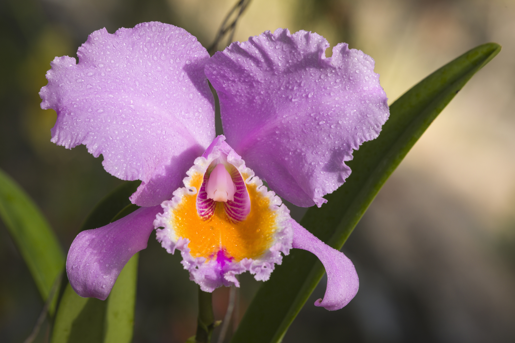 Troubleshooting Cattleya Care: How to Solve Common Issues - The Habitat