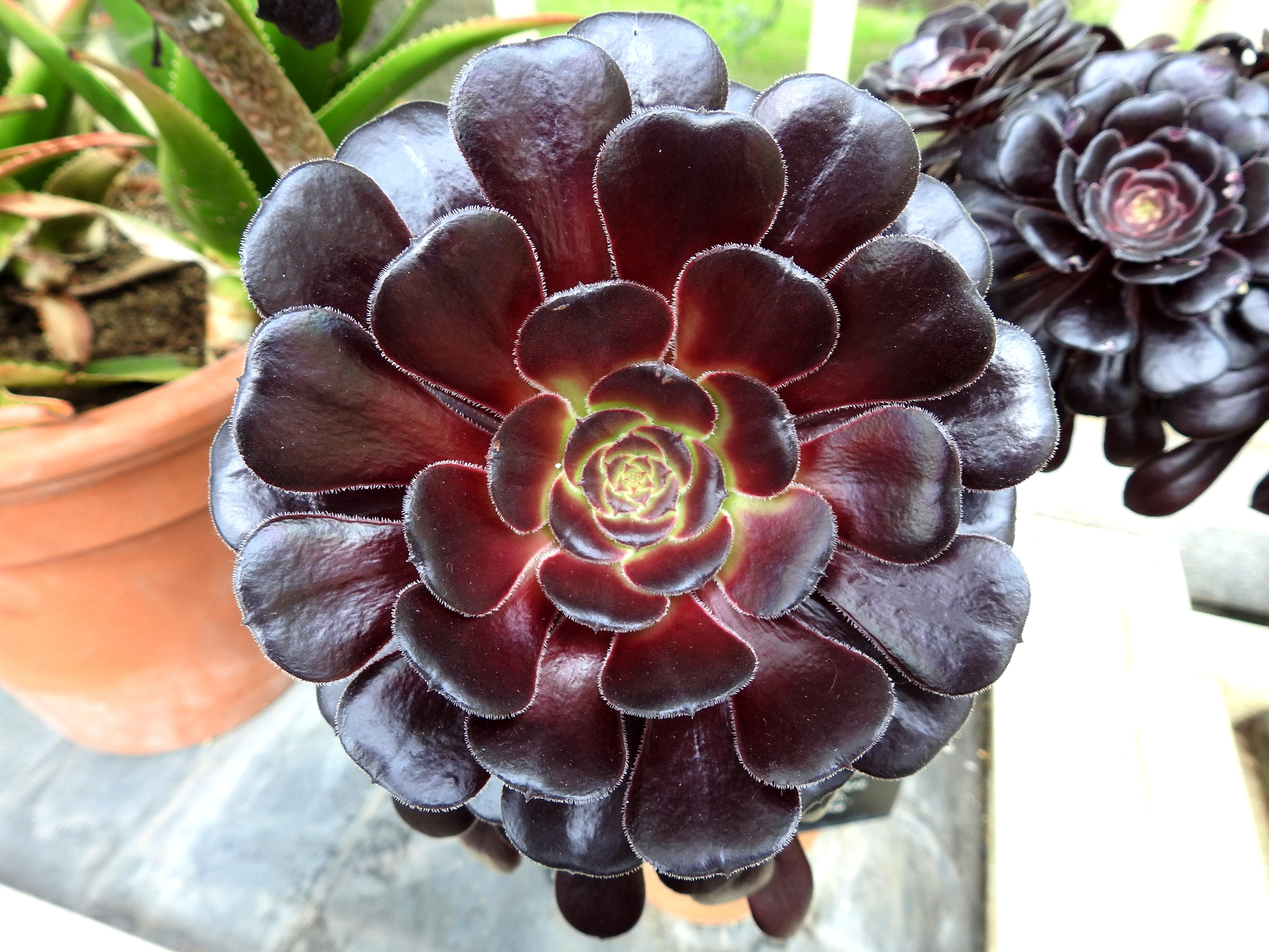 The Most Beautiful Succulent Varieties - The Habitat