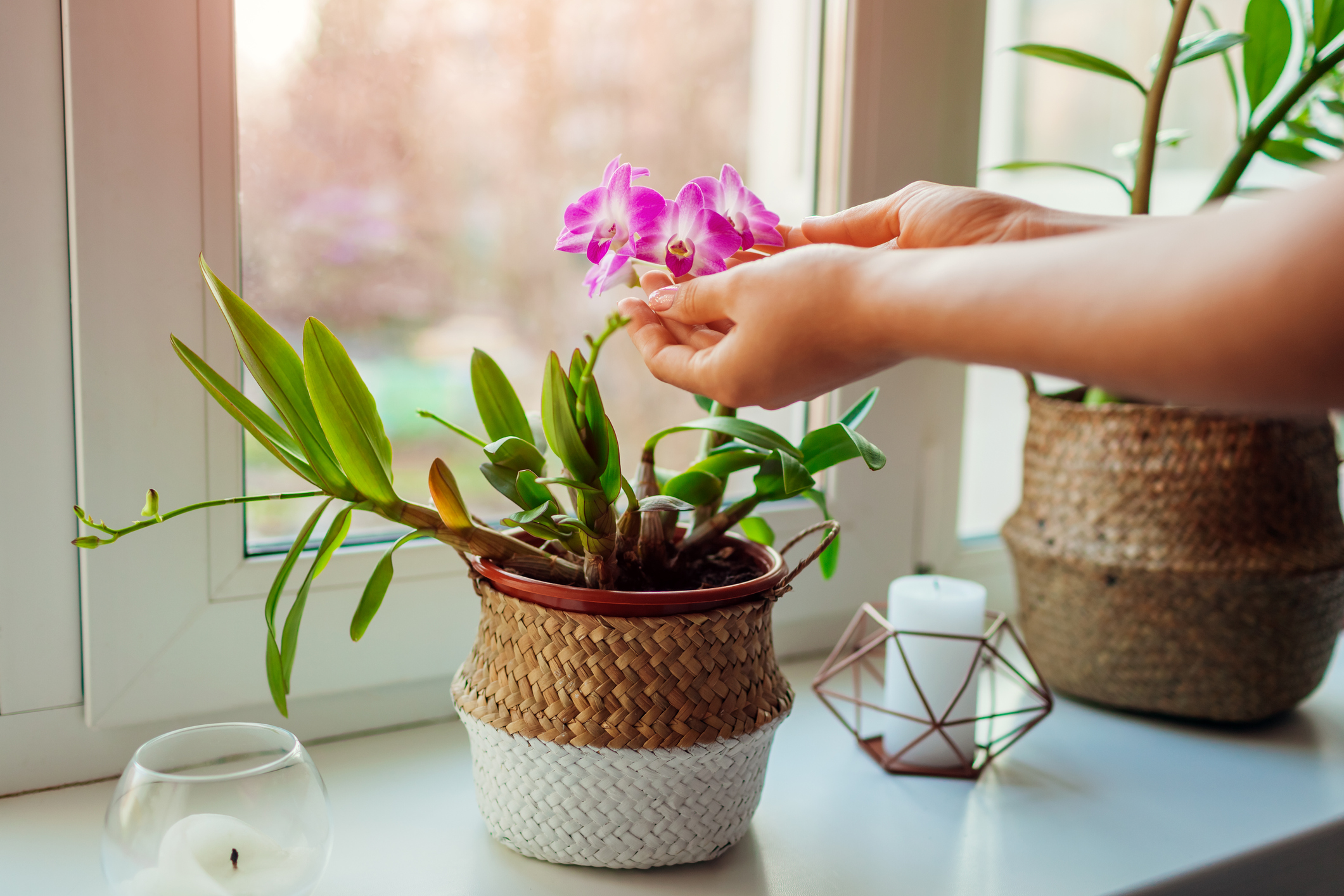 Proper Watering Techniques for Orchid Care - The Habitat