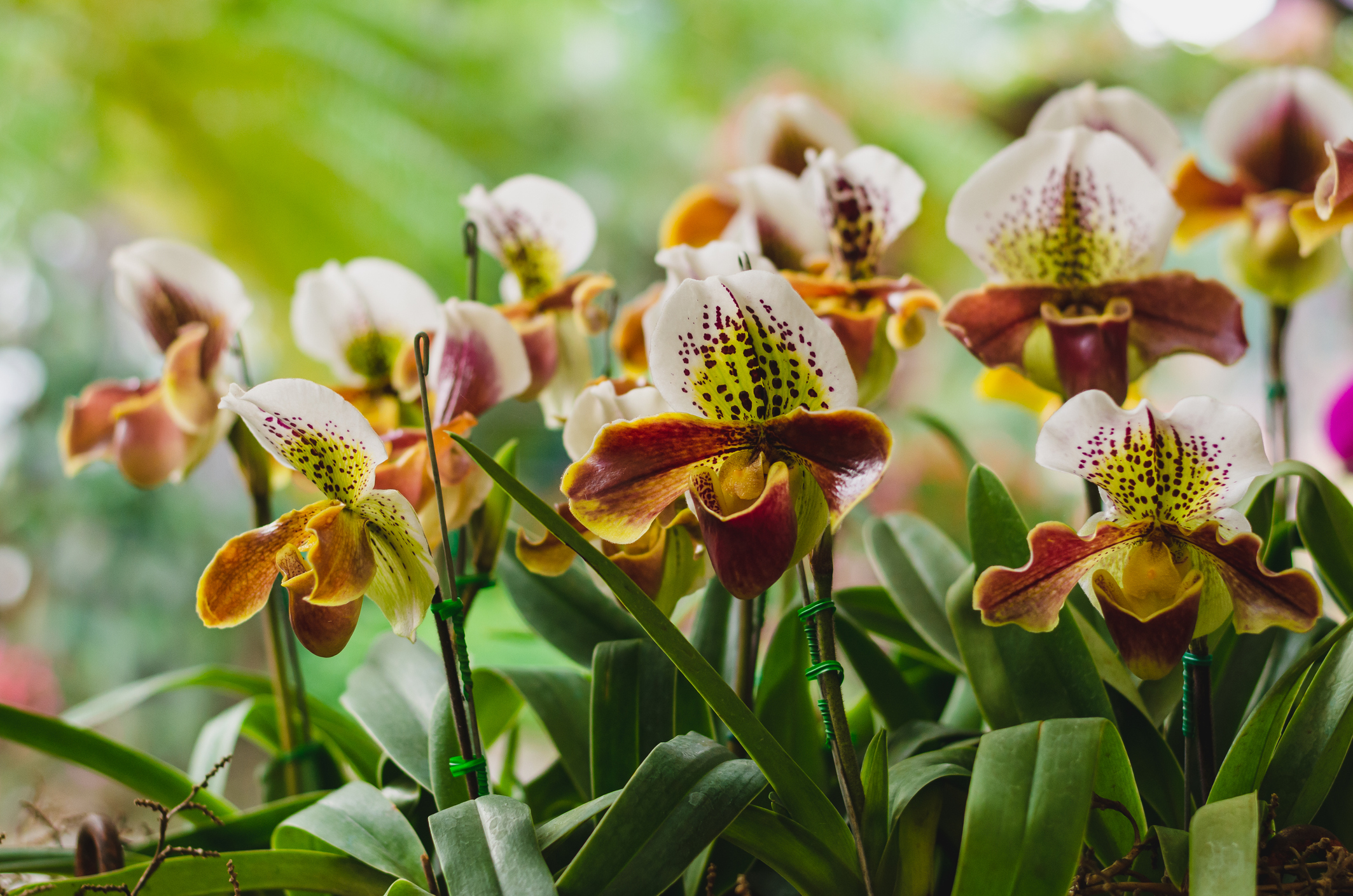 The Intriguing History of Orchids - The Habitat