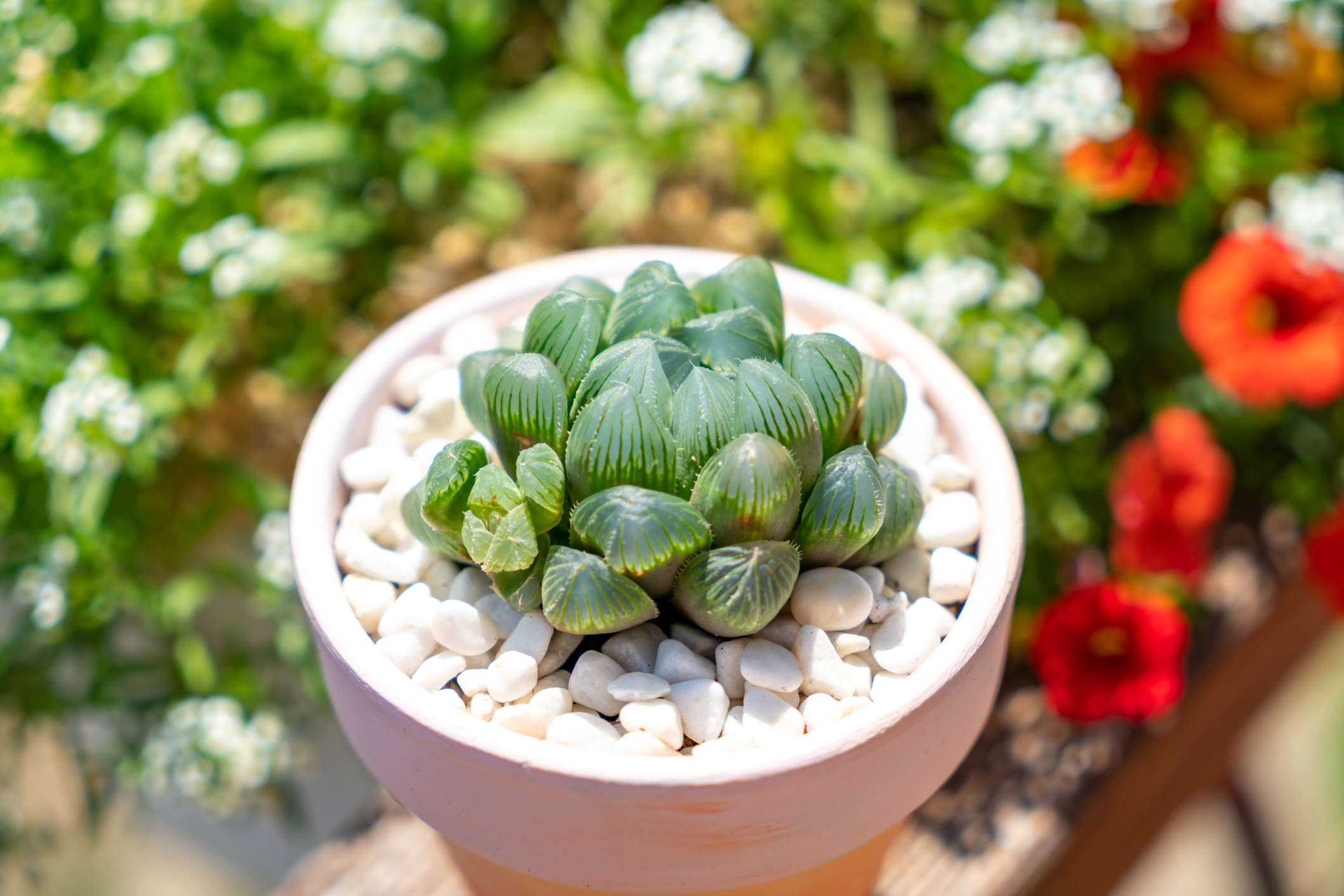 The Most Beautiful Succulent Varieties - The Habitat