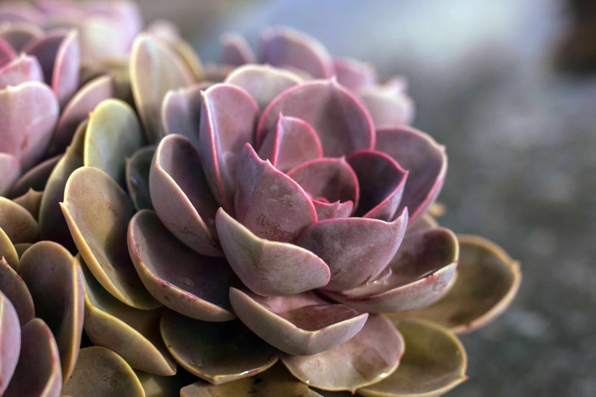 How To Identify Your Succulents - The Habitat
