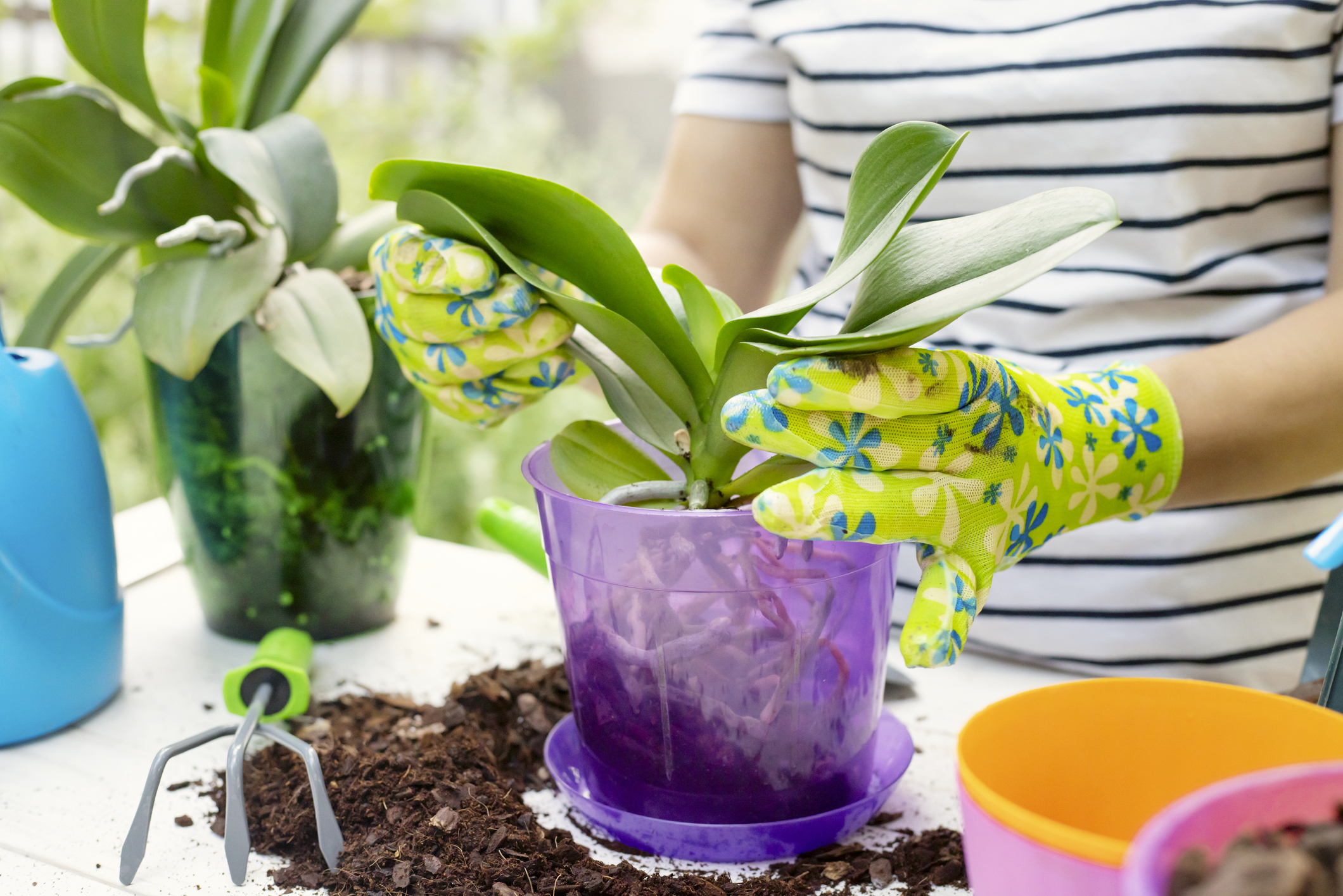 The Ultimate Guide to Orchid Repotting - The Habitat