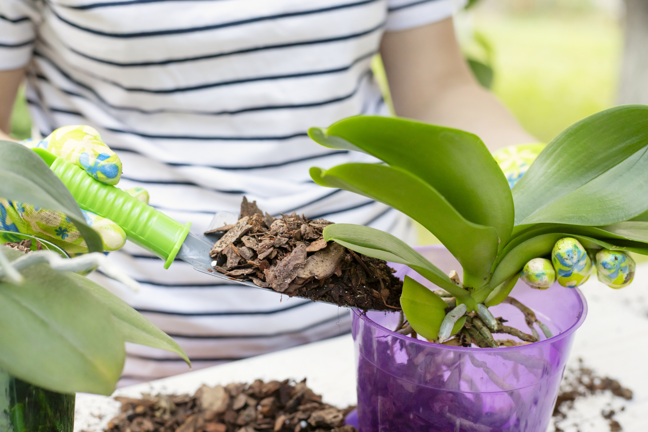 The Ultimate Guide to Orchid Repotting - The Habitat