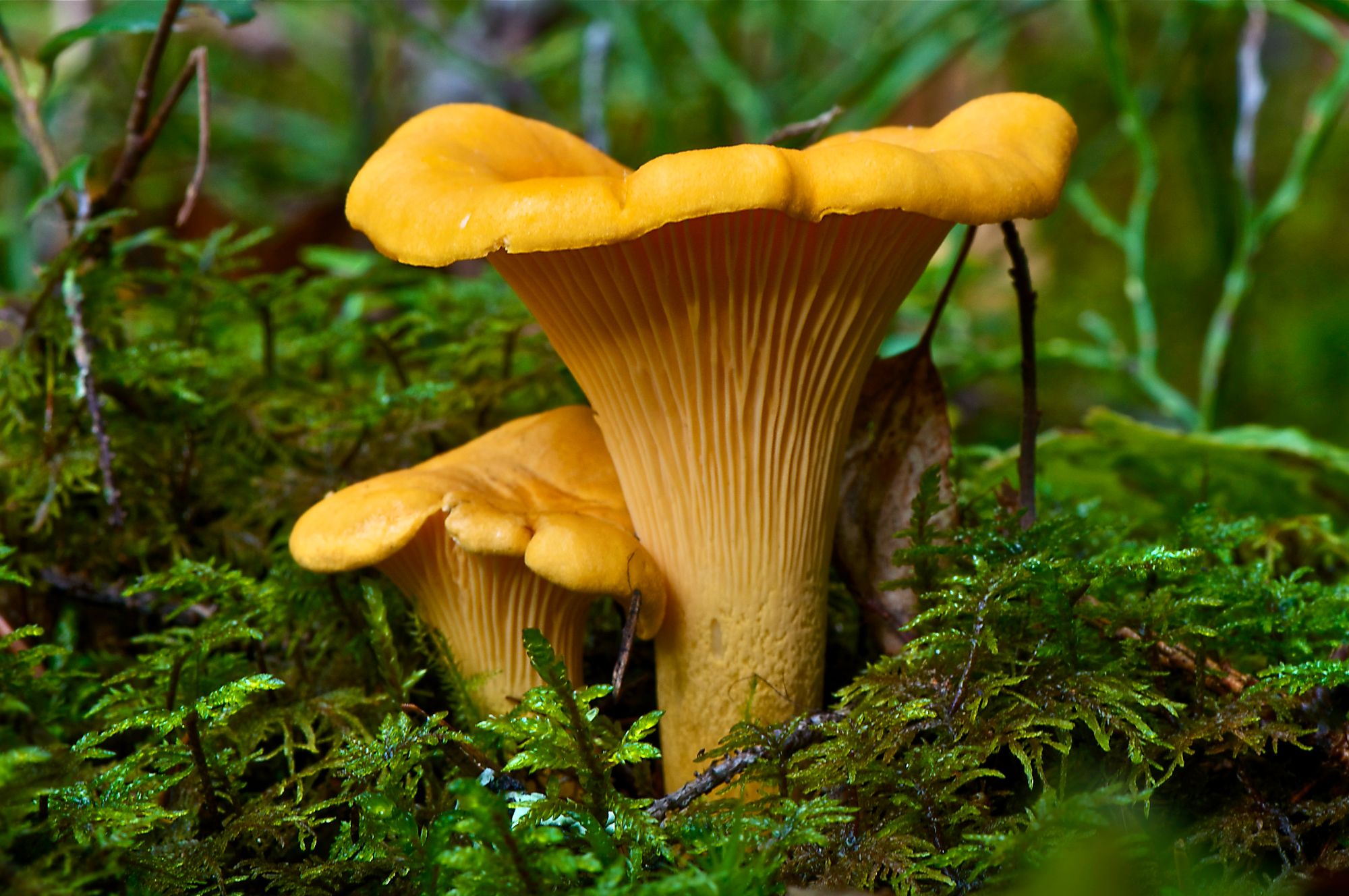 15 Types of Mushrooms You Can Grow At Home - The Habitat