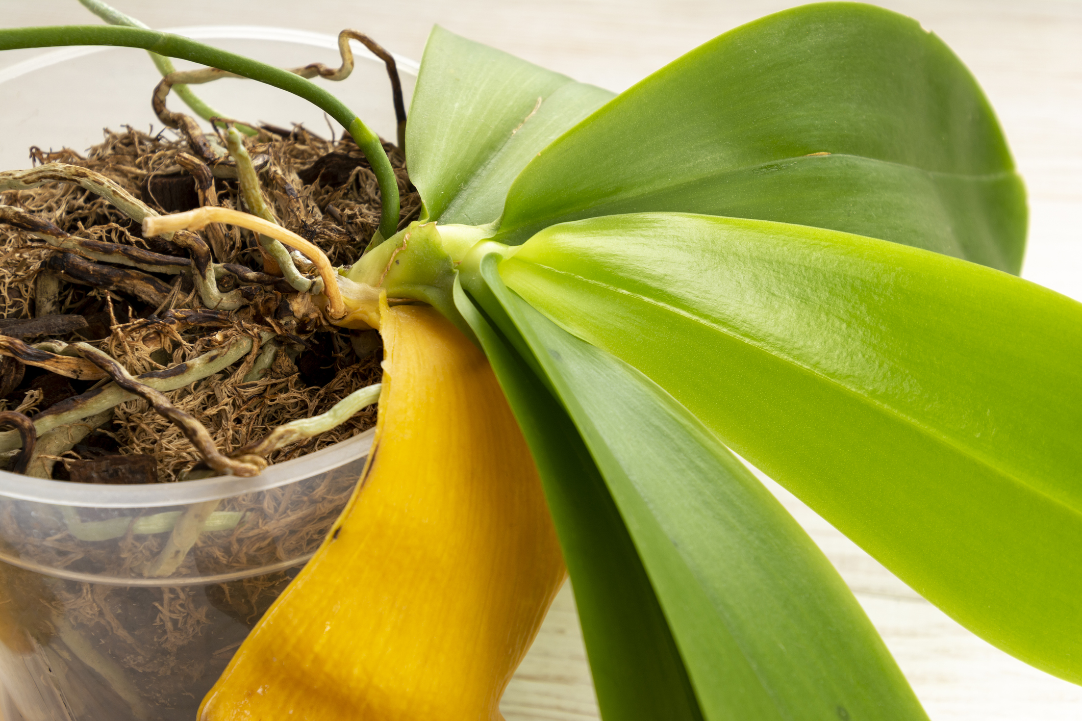 Look Out For These Common Orchid Diseases and Pests - The Habitat