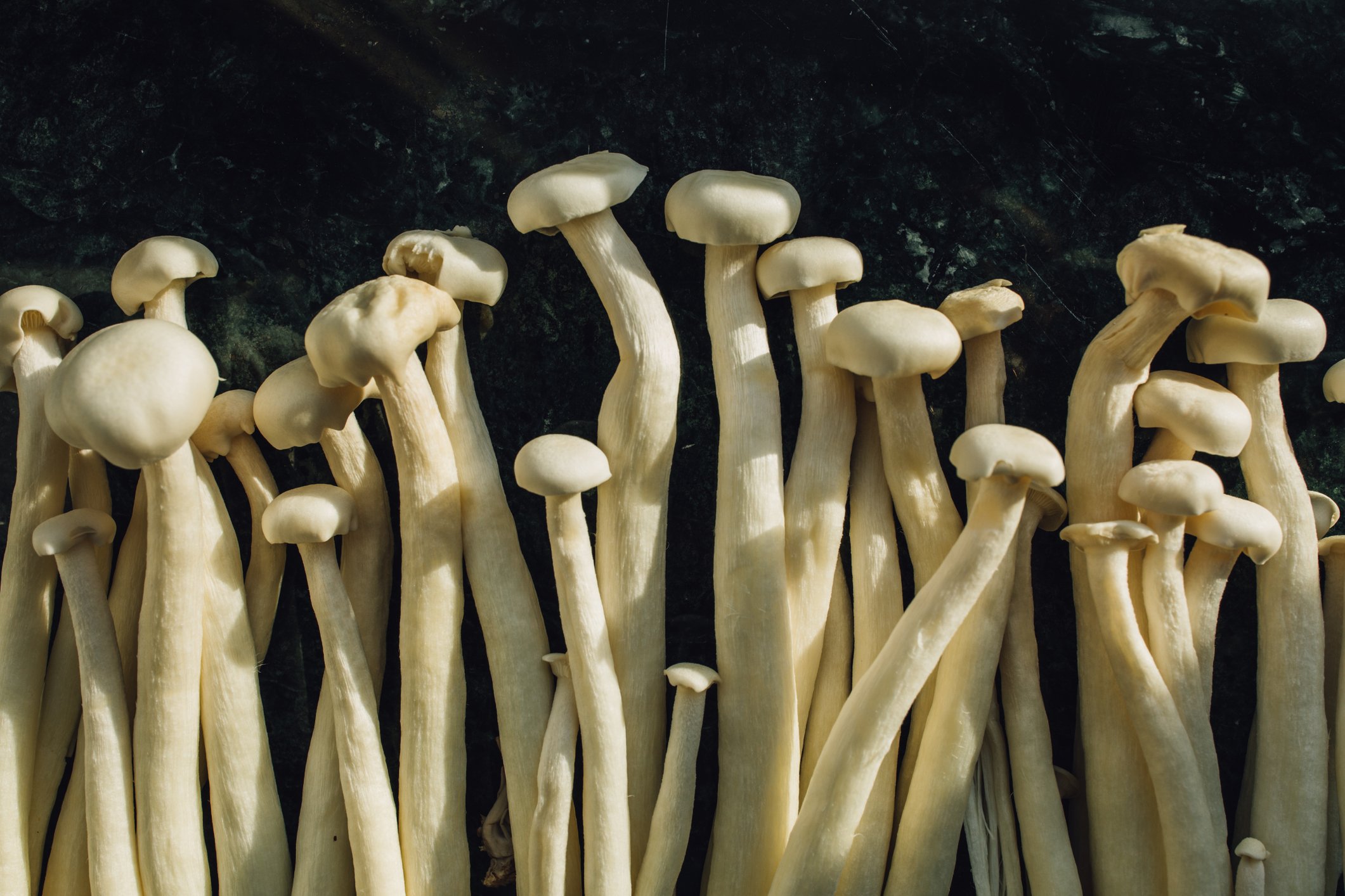 15 Types of Mushrooms You Can Grow At Home - The Habitat