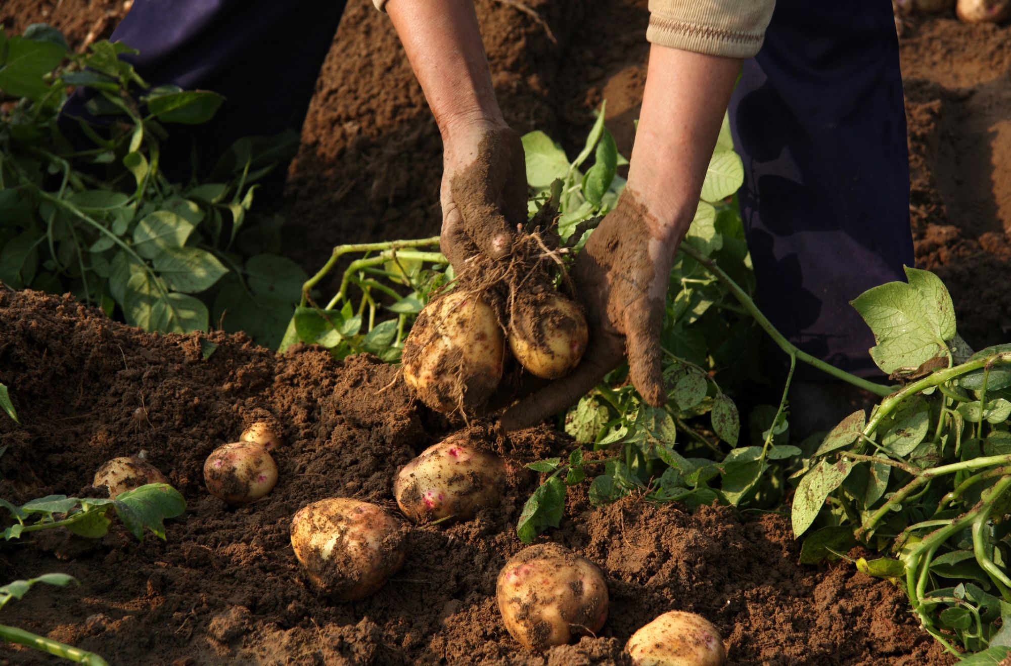 Potato Propagation: Grow More Spuds - The Habitat
