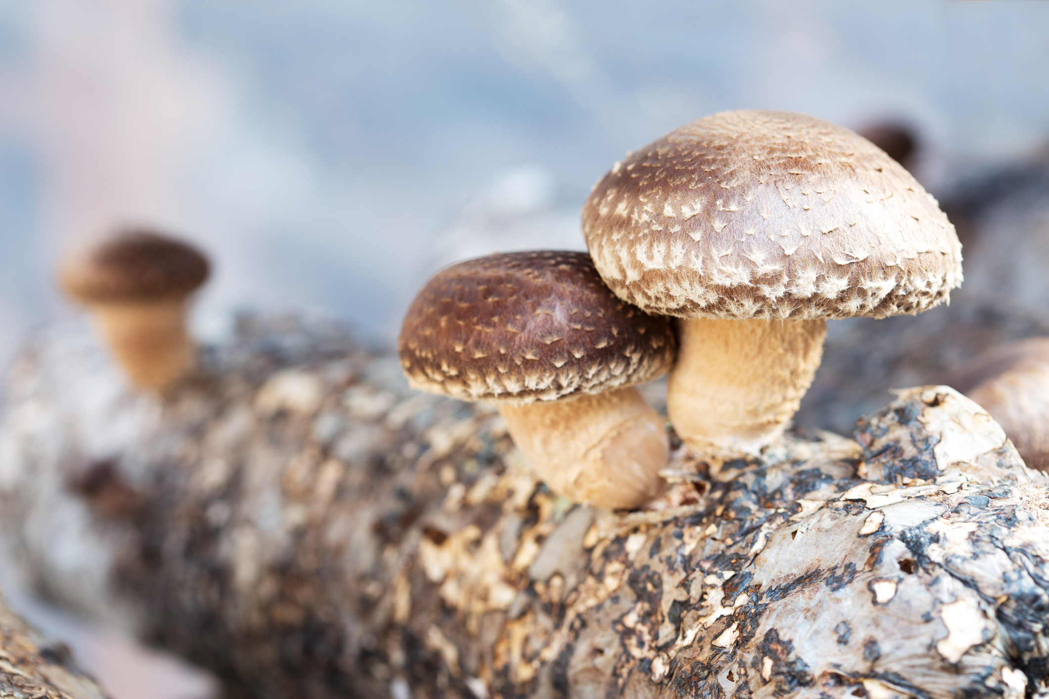 15 Types of Mushrooms You Can Grow At Home - The Habitat