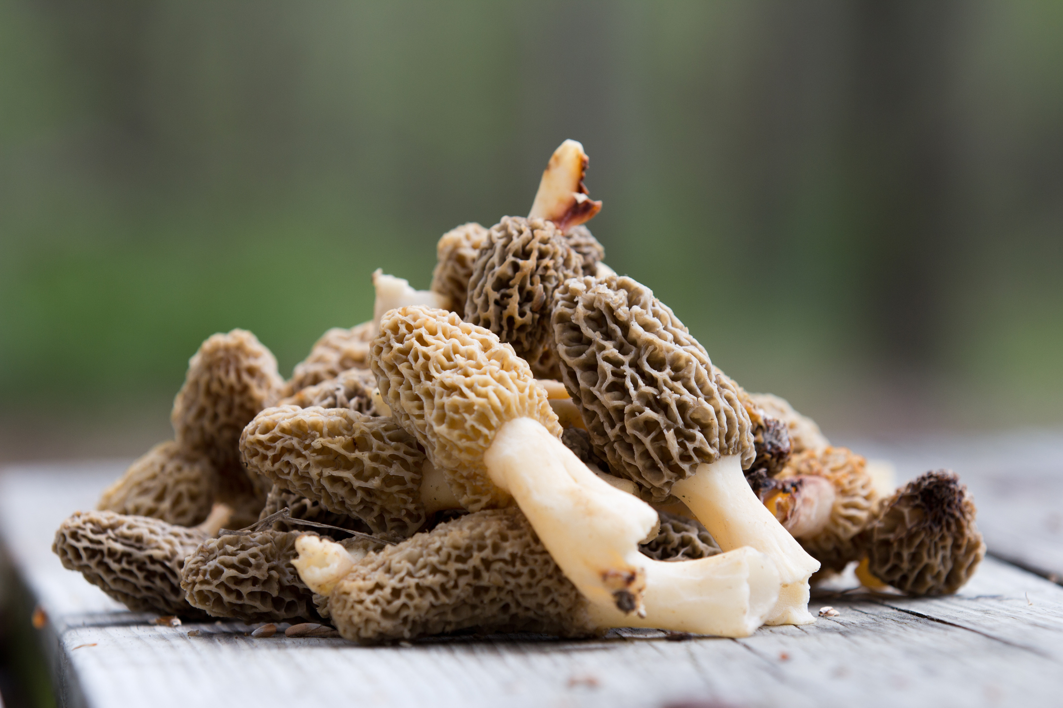 15 Types of Mushrooms You Can Grow At Home - The Habitat