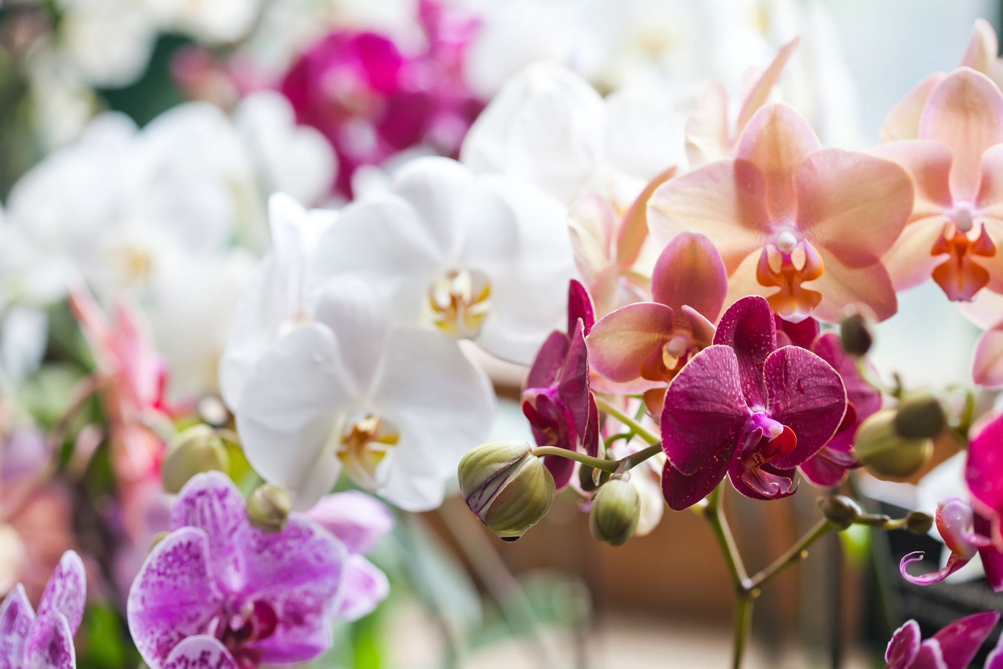 Your Guide to Growing Orchids on Trees - The Habitat