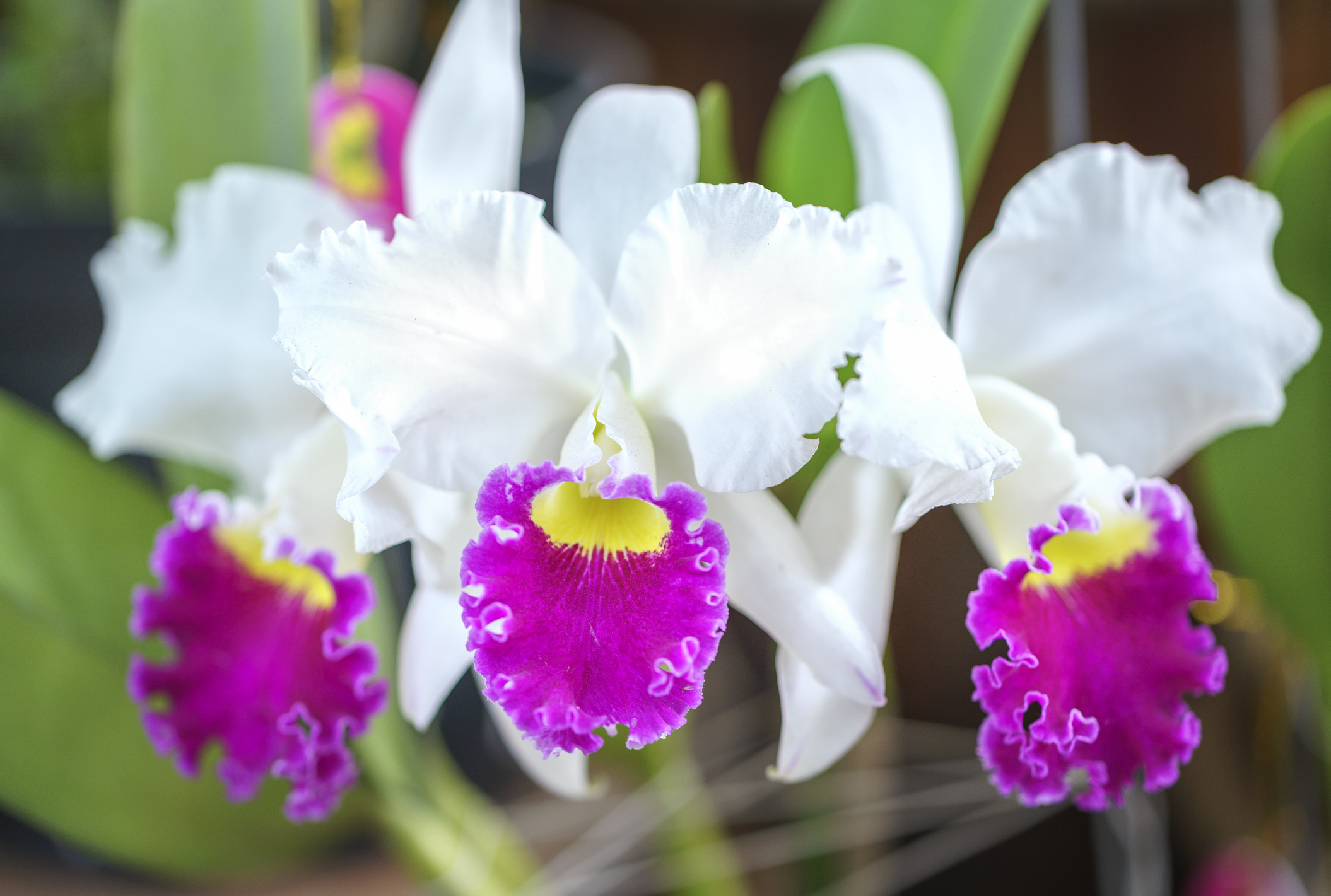 The Intriguing History of Orchids - The Habitat