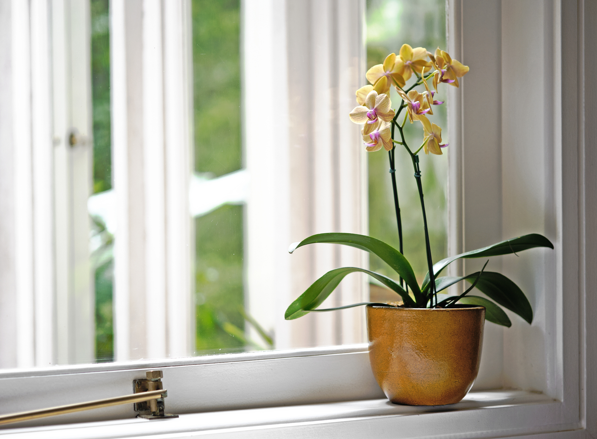 FAQ: Caring For Orchids - The Habitat