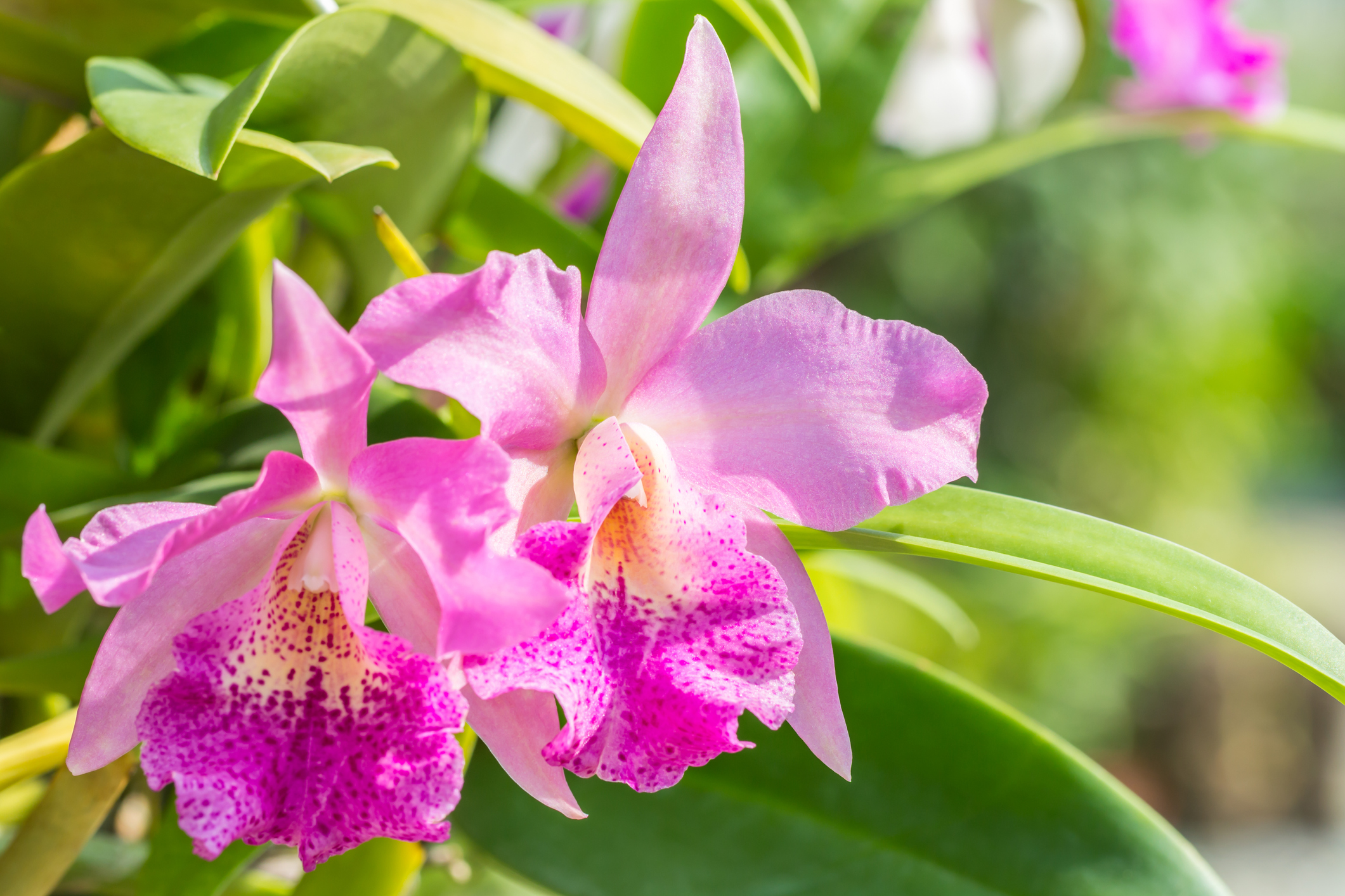 Troubleshooting Cattleya Care: How to Solve Common Issues - The Habitat