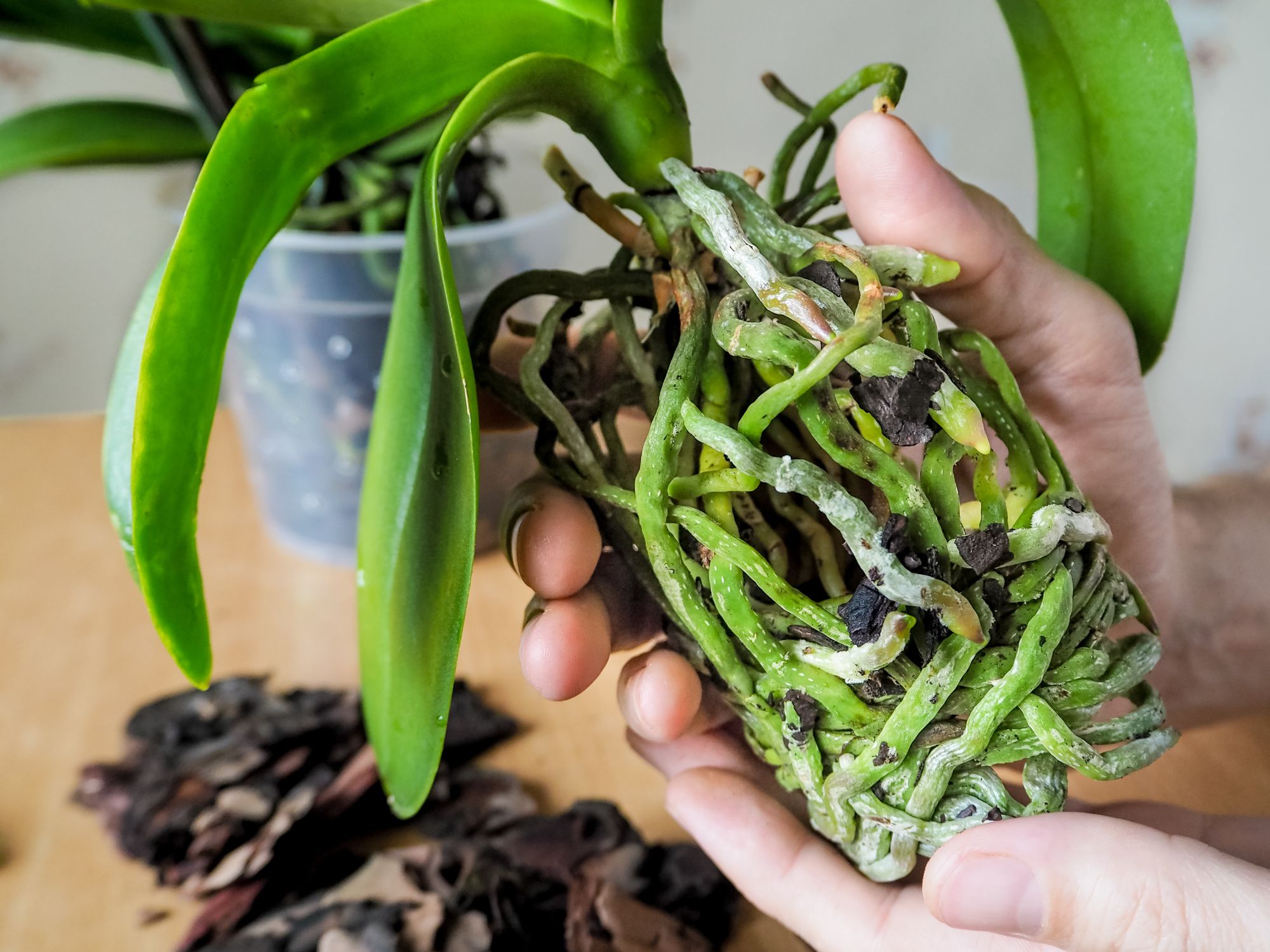 The Ultimate Guide to Orchid Repotting - The Habitat