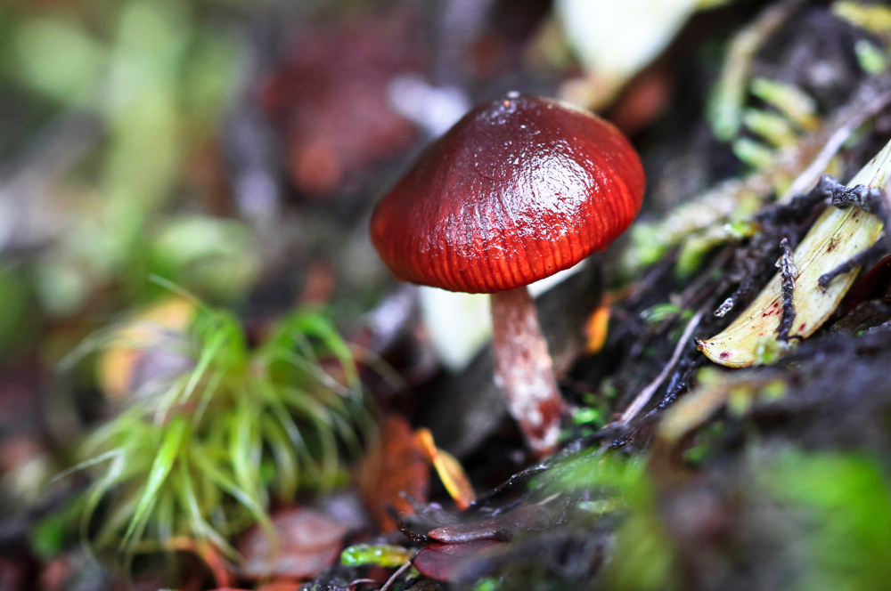 15 Types of Mushrooms You Can Grow At Home - The Habitat