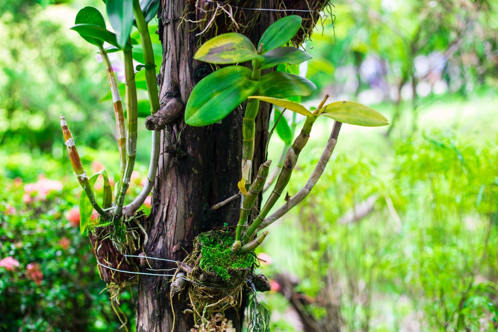Your Guide to Growing Orchids on Trees - The Habitat