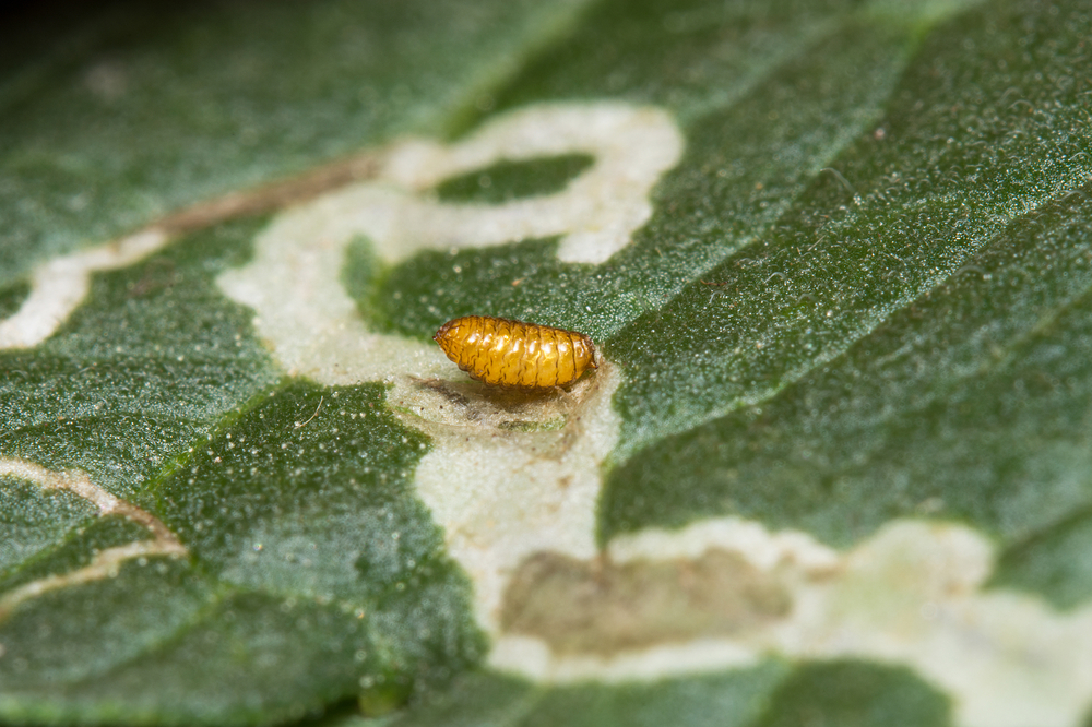 Look Out For These Common Orchid Diseases and Pests - The Habitat