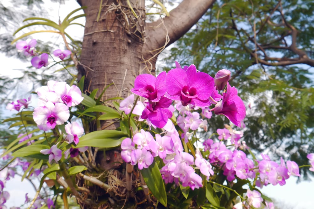 Your Guide to Growing Orchids on Trees - The Habitat