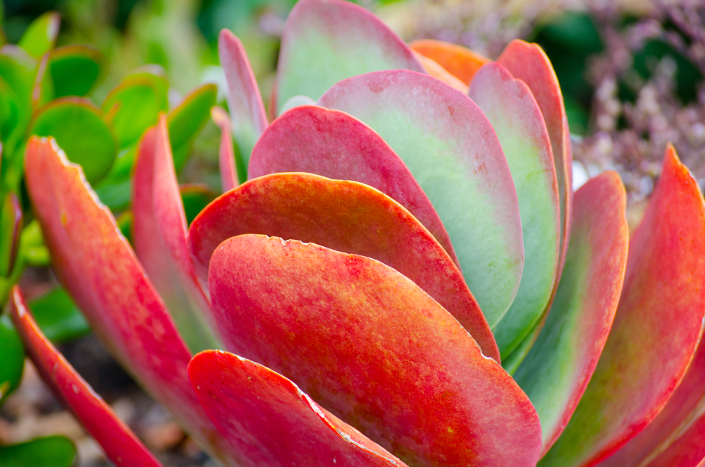 The Most Beautiful Succulent Varieties - The Habitat