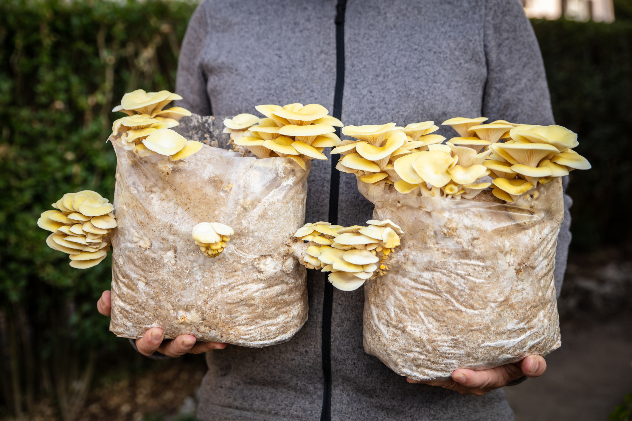 Common FAQs About Growing Mushrooms - The Habitat