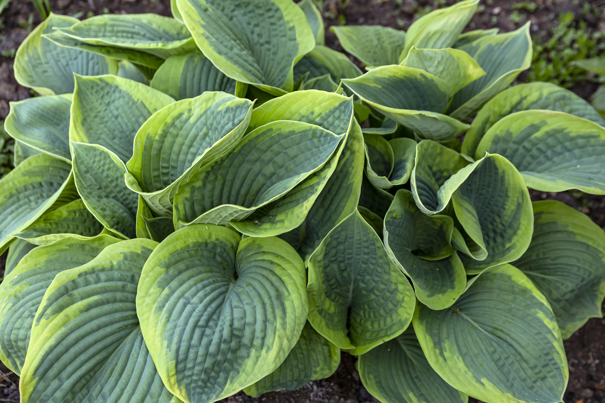 The Most Desirable Hostas for Your Shade Garden - The Habitat