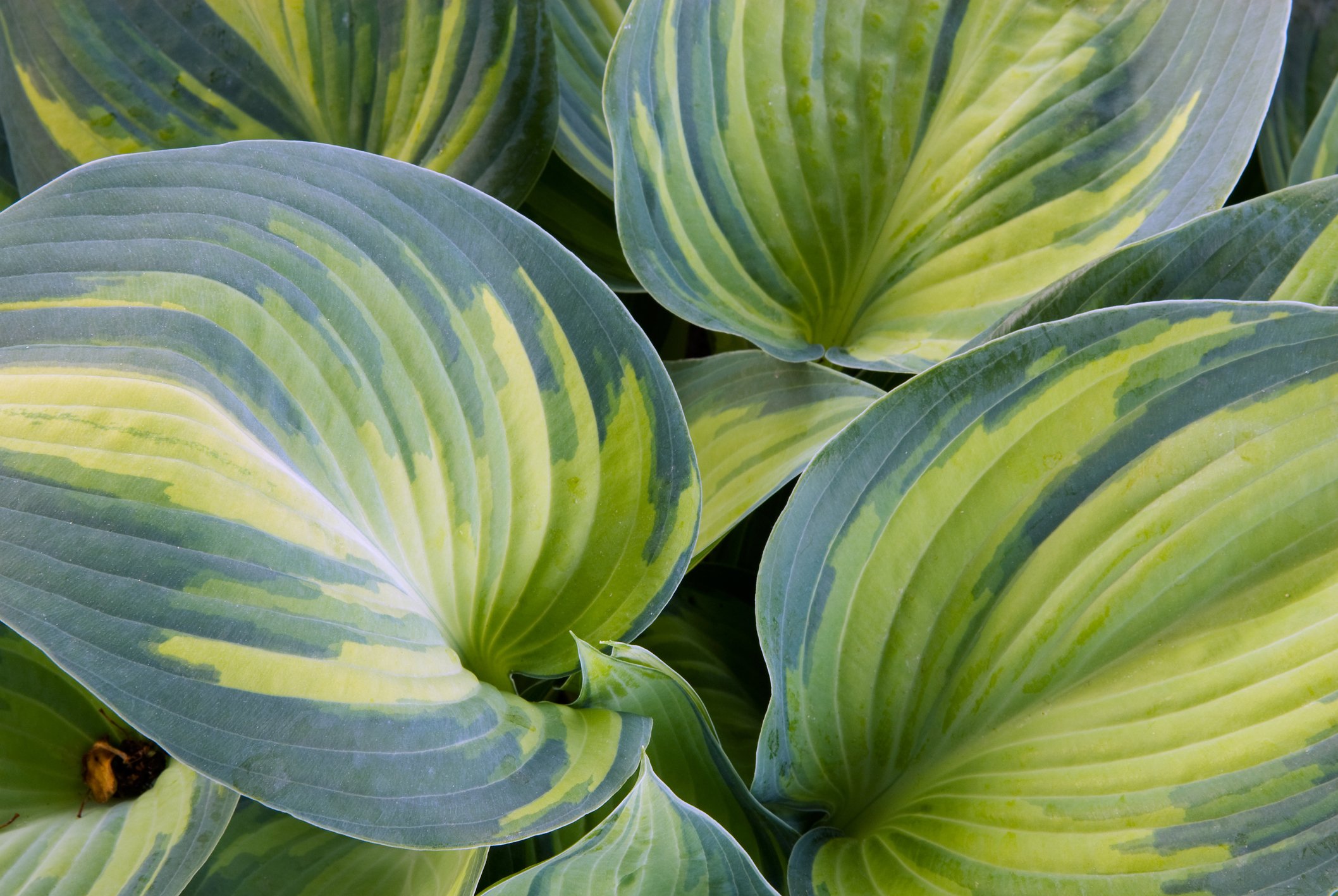 The Most Desirable Hostas for Your Shade Garden - The Habitat