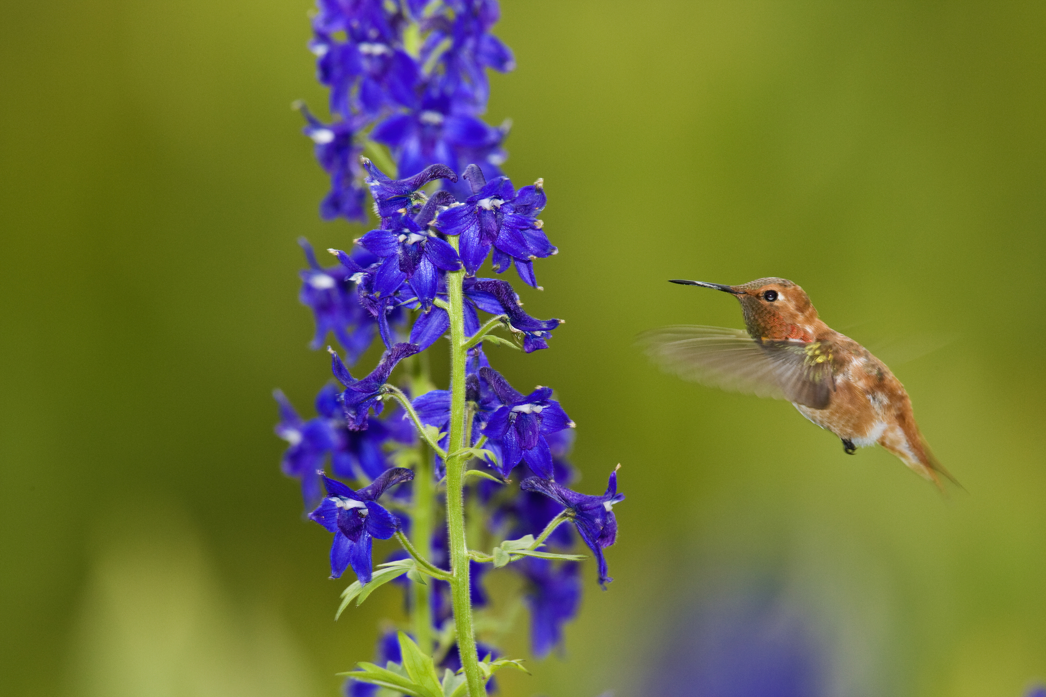 Expert Tips for a Thriving Pollinator Habitat - The Habitat