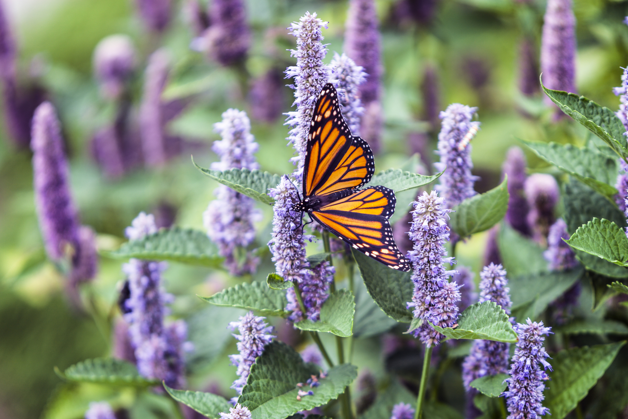 Expert Tips for a Thriving Pollinator Habitat - The Habitat