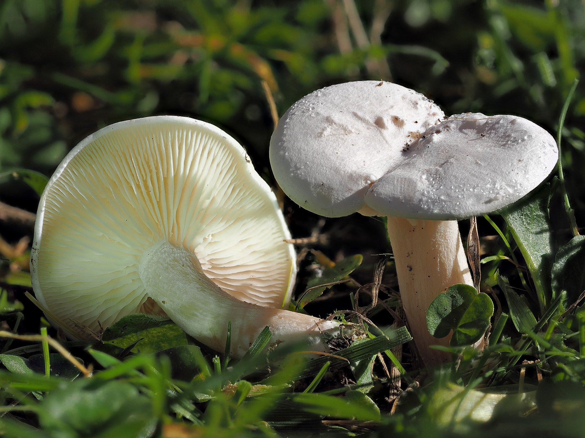 Poisonous Mushrooms to Avoid When Foraging - The Habitat