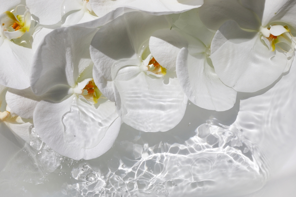 Proper Watering Techniques for Orchid Care - The Habitat