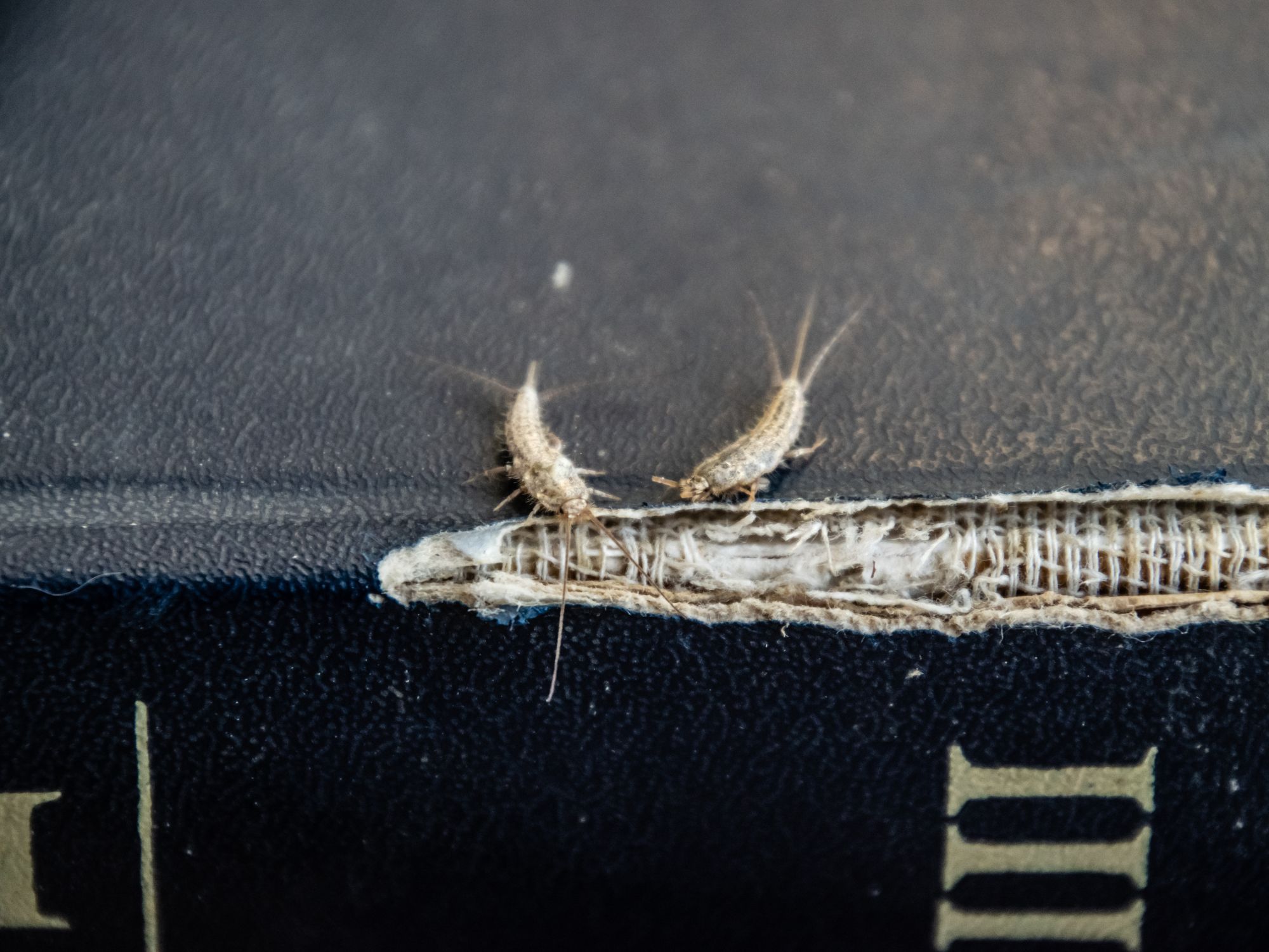 Putting a Stop to a Silverfish Infestation - The Habitat