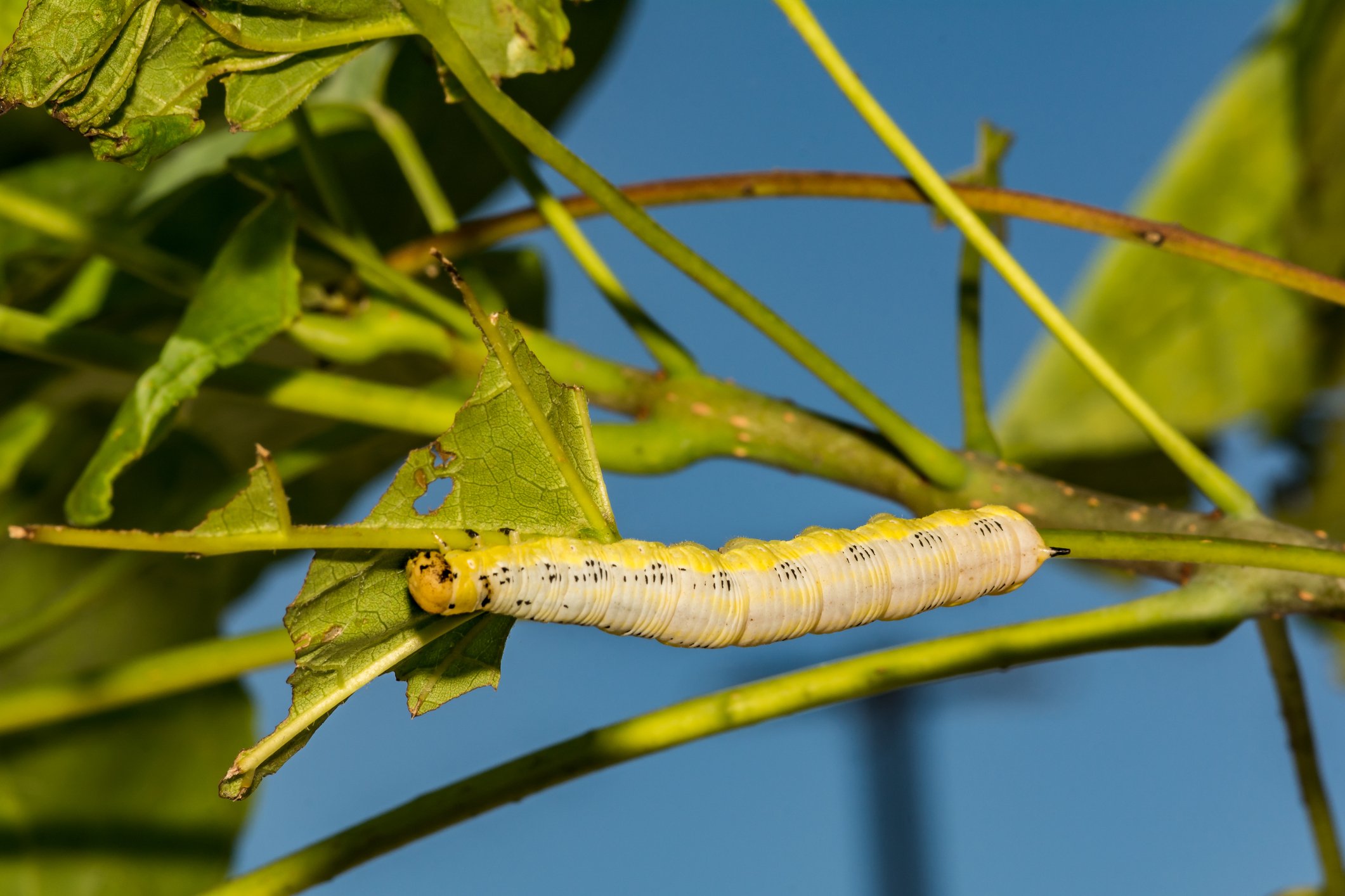 How to Grow Flowering Catalpa Trees in Your Yard - The Habitat