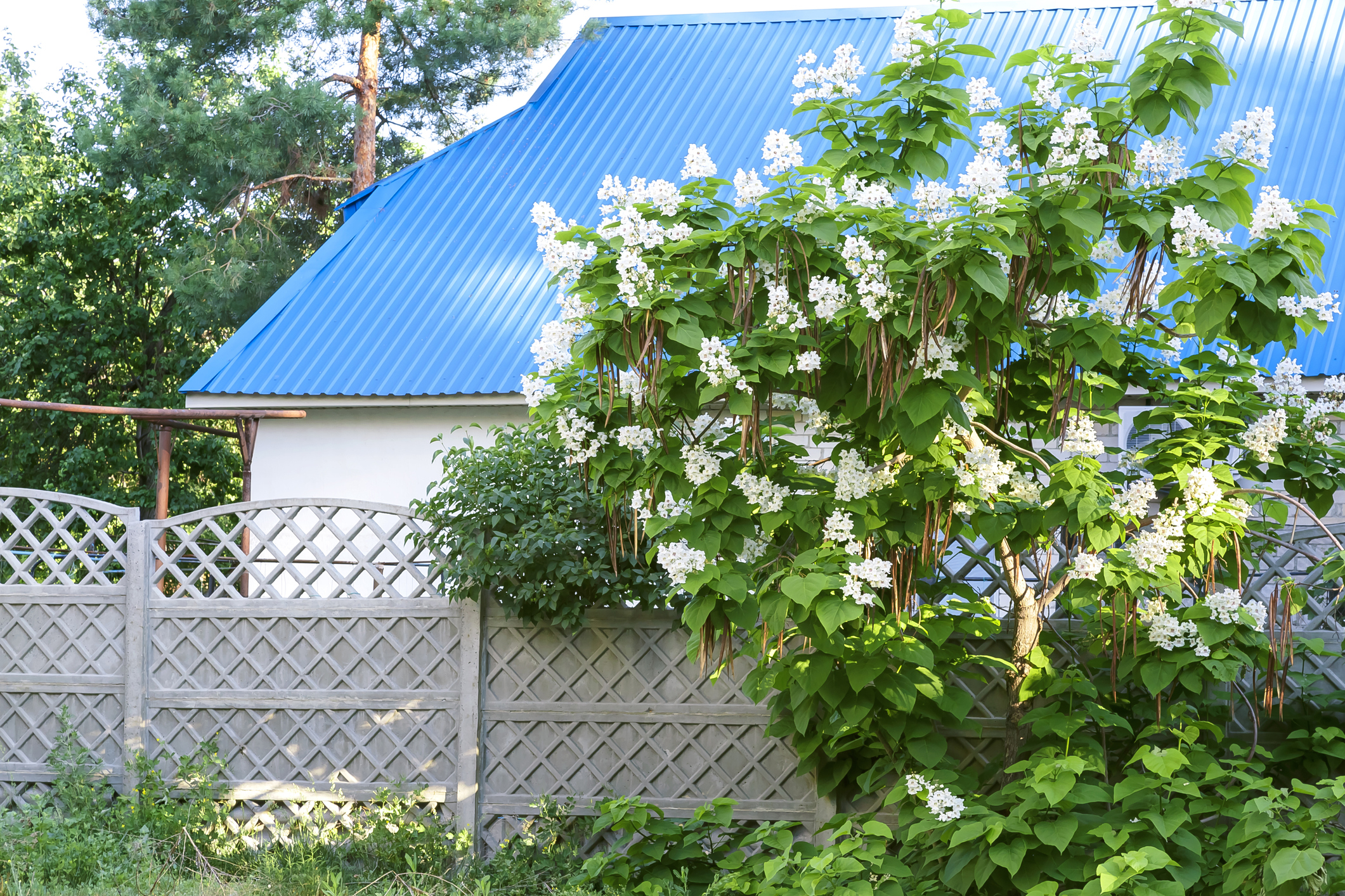 How to Grow Flowering Catalpa Trees in Your Yard - The Habitat