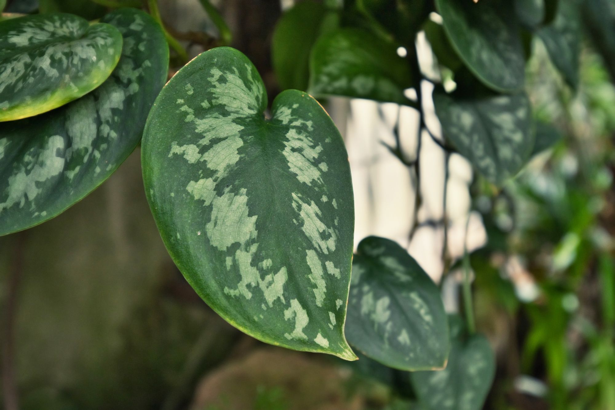 How to Care for a Silver Satin (Silver Pothos) Plant - The Habitat