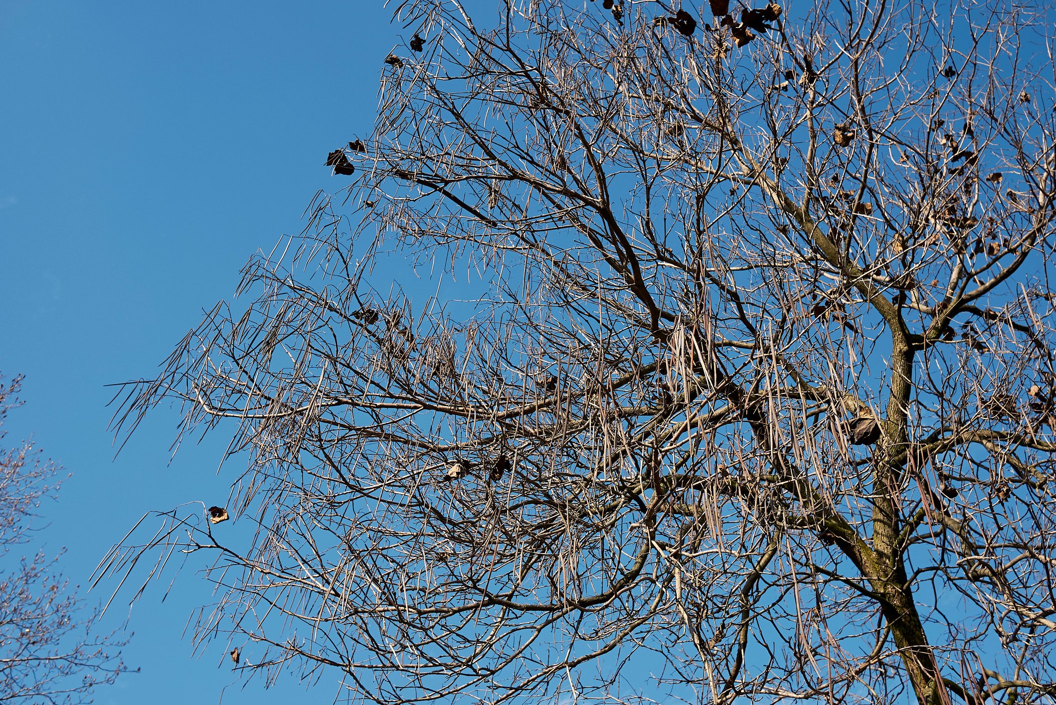 How to Grow Flowering Catalpa Trees in Your Yard - The Habitat